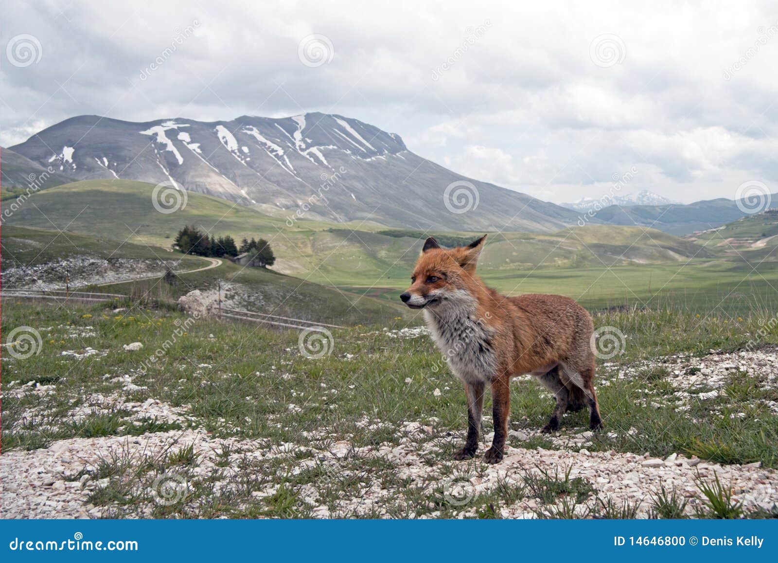 Red Fox in Mountains, Italy Stock Photo - Image of wilderness ...