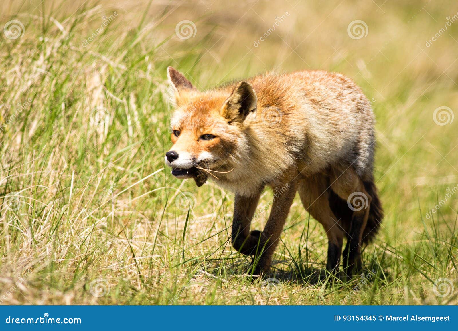 Red fox with mouse stock image. Image of vulpes, mouth - 93154345