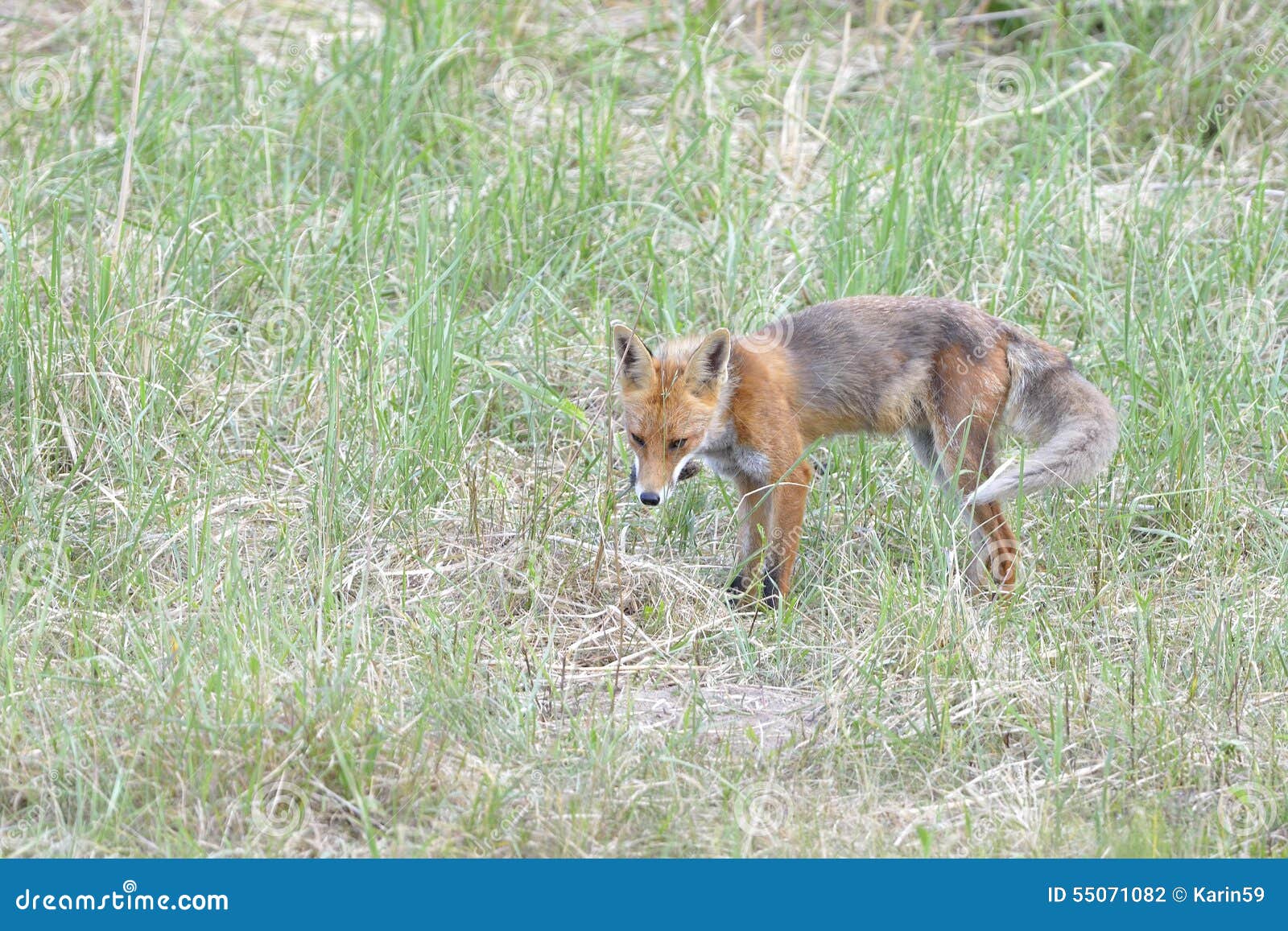 Red fox stock photo. Image of mice, hunt, predator, meadow - 55071082