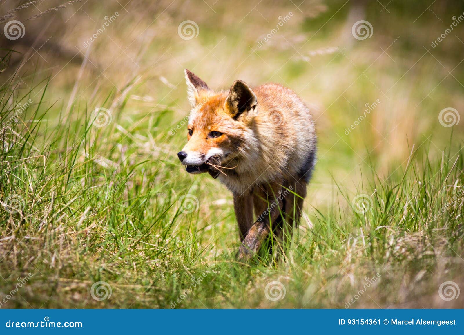 Red Fox with a Mouse in it`s Mouth Stock Image - Image of hunter ...