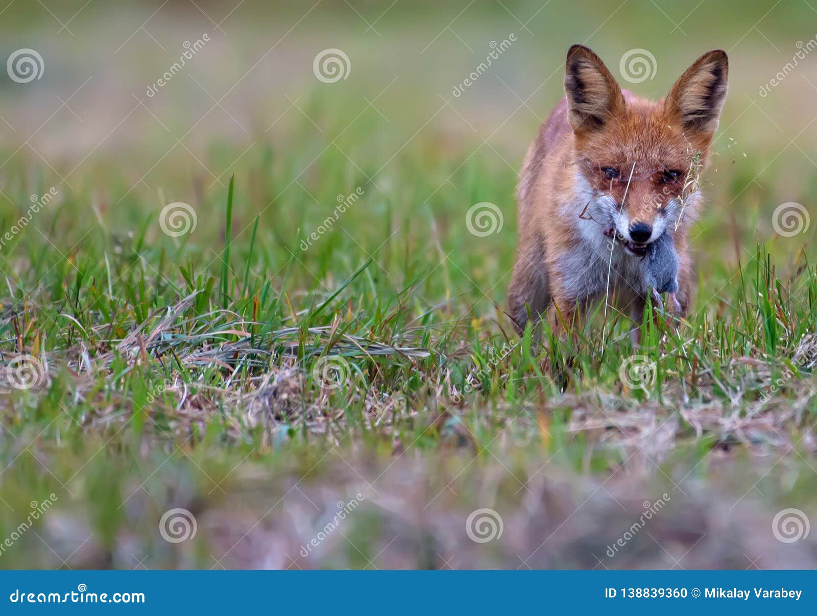 Red Fox Holds Catched Mouse in Her Mouth Stock Photo - Image of ...