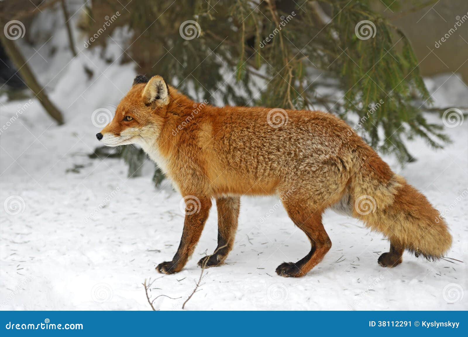 Red fox stock image. Image of timid, mammals, wild, animal - 38112291