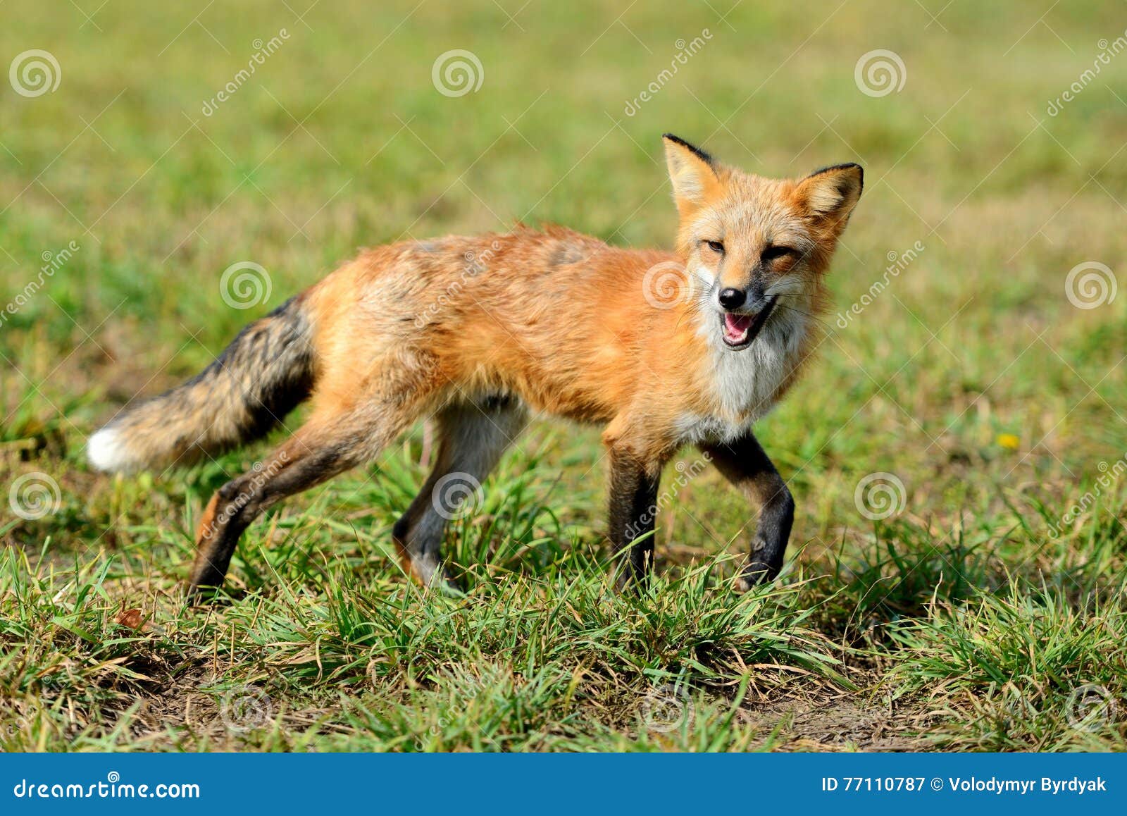 Red fox in nature stock image. Image of baby, canidae - 77110787