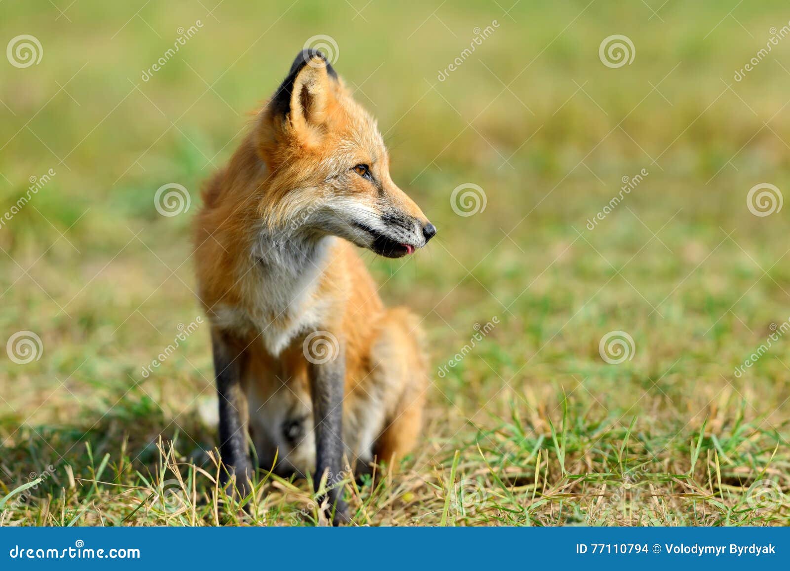 Red fox in nature stock photo. Image of hunter, vulpes - 77110794