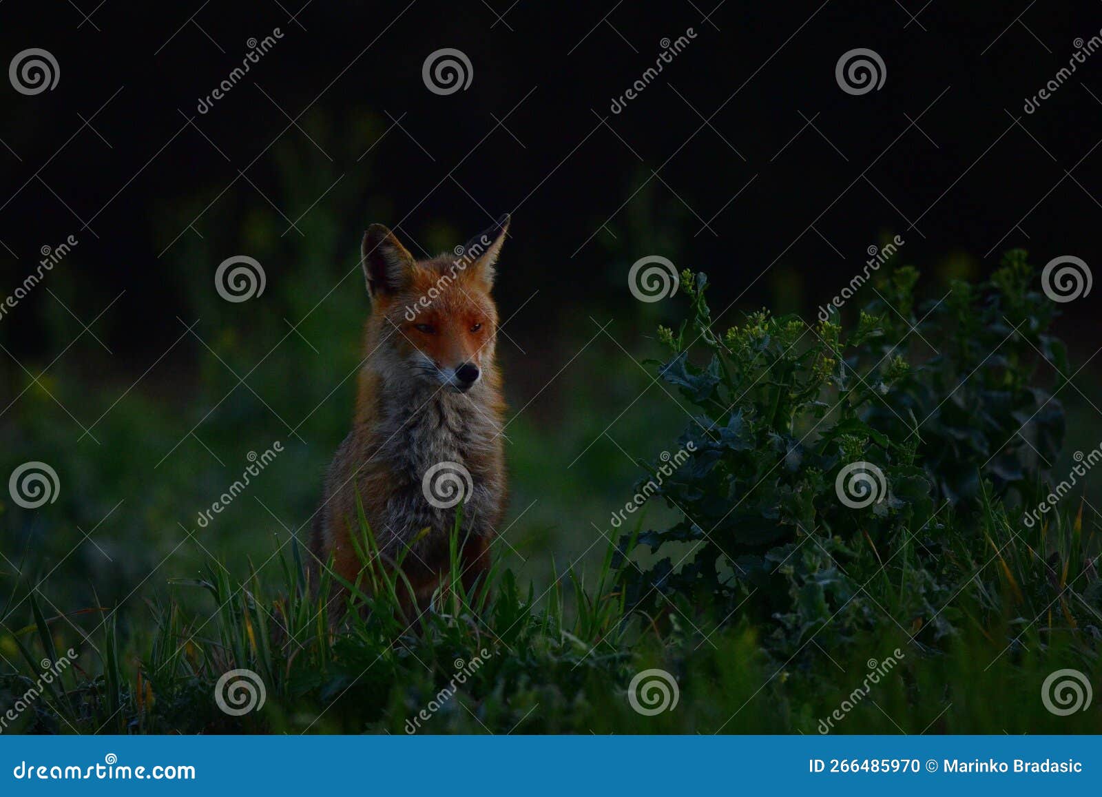 Red fox in the nature stock photo. Image of meadow, tree - 266485970