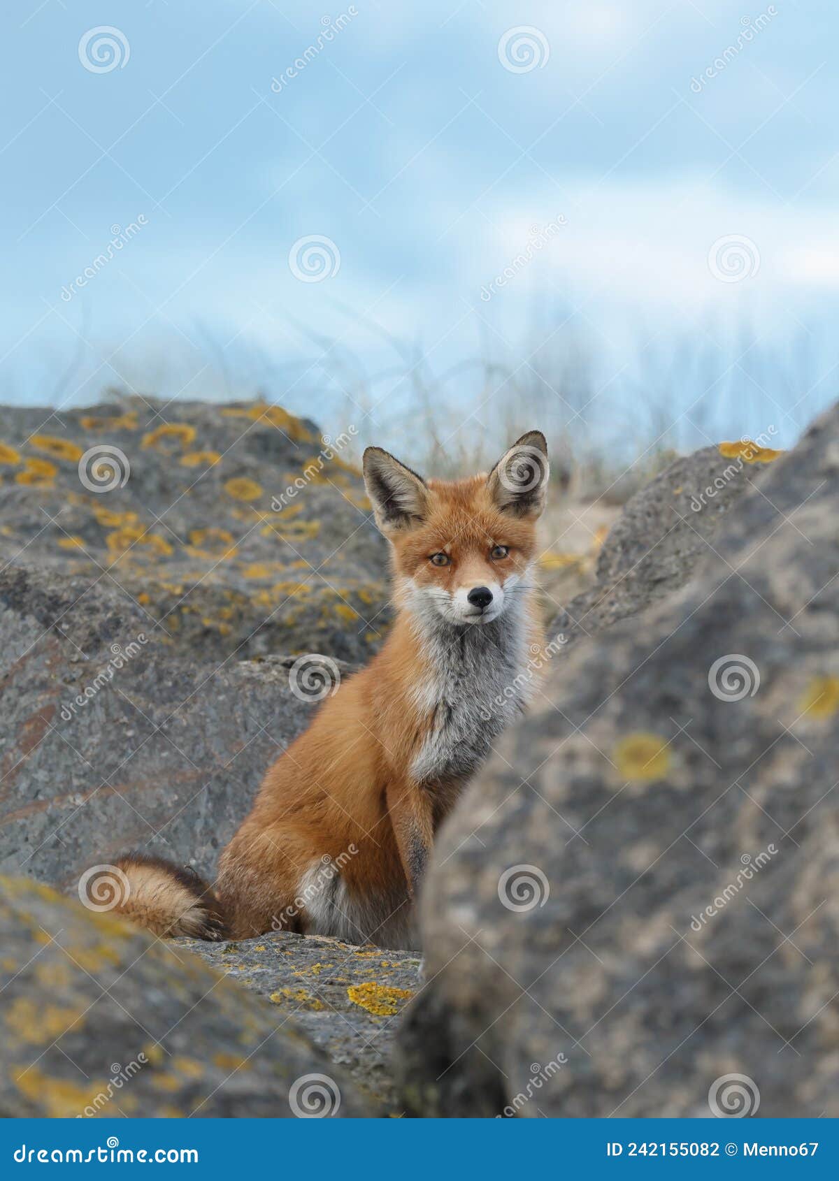 Red fox in Nature stock photo. Image of predatory, europe - 242155082