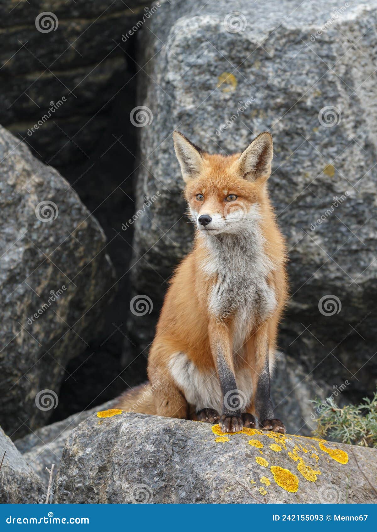 Red fox in Nature stock image. Image of europe, autumn - 242155093