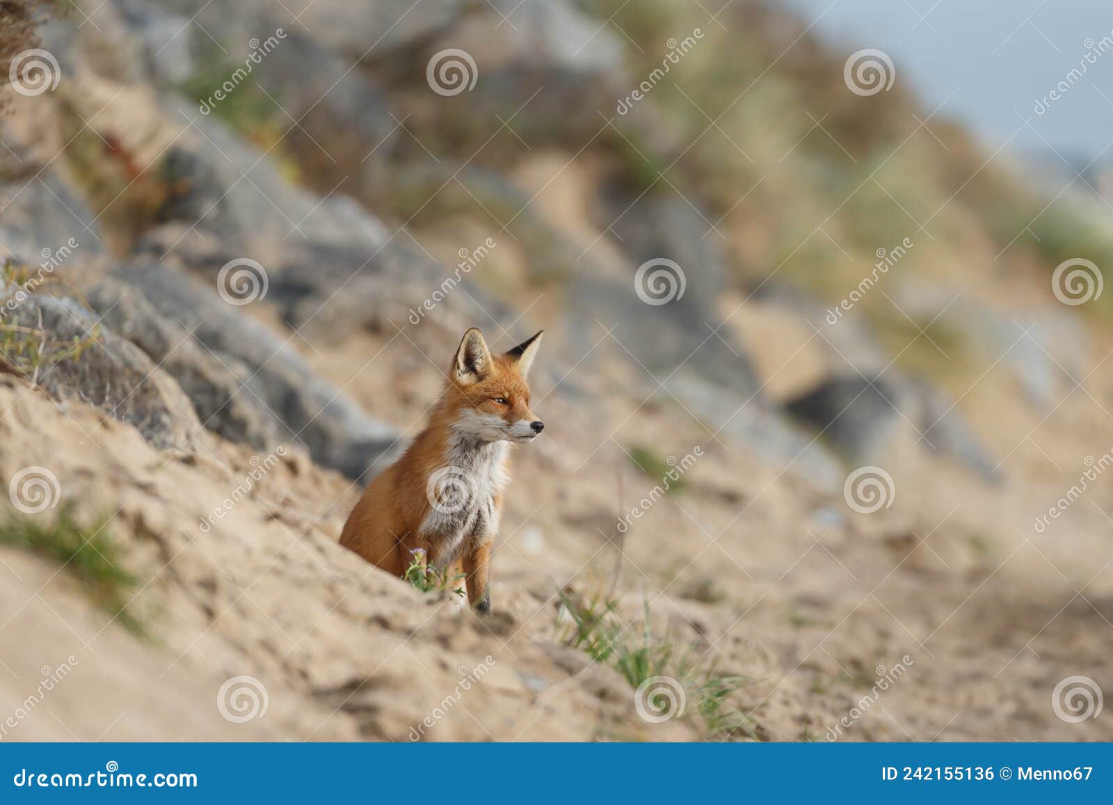 Red fox in Nature stock photo. Image of settingn, beast - 242155136