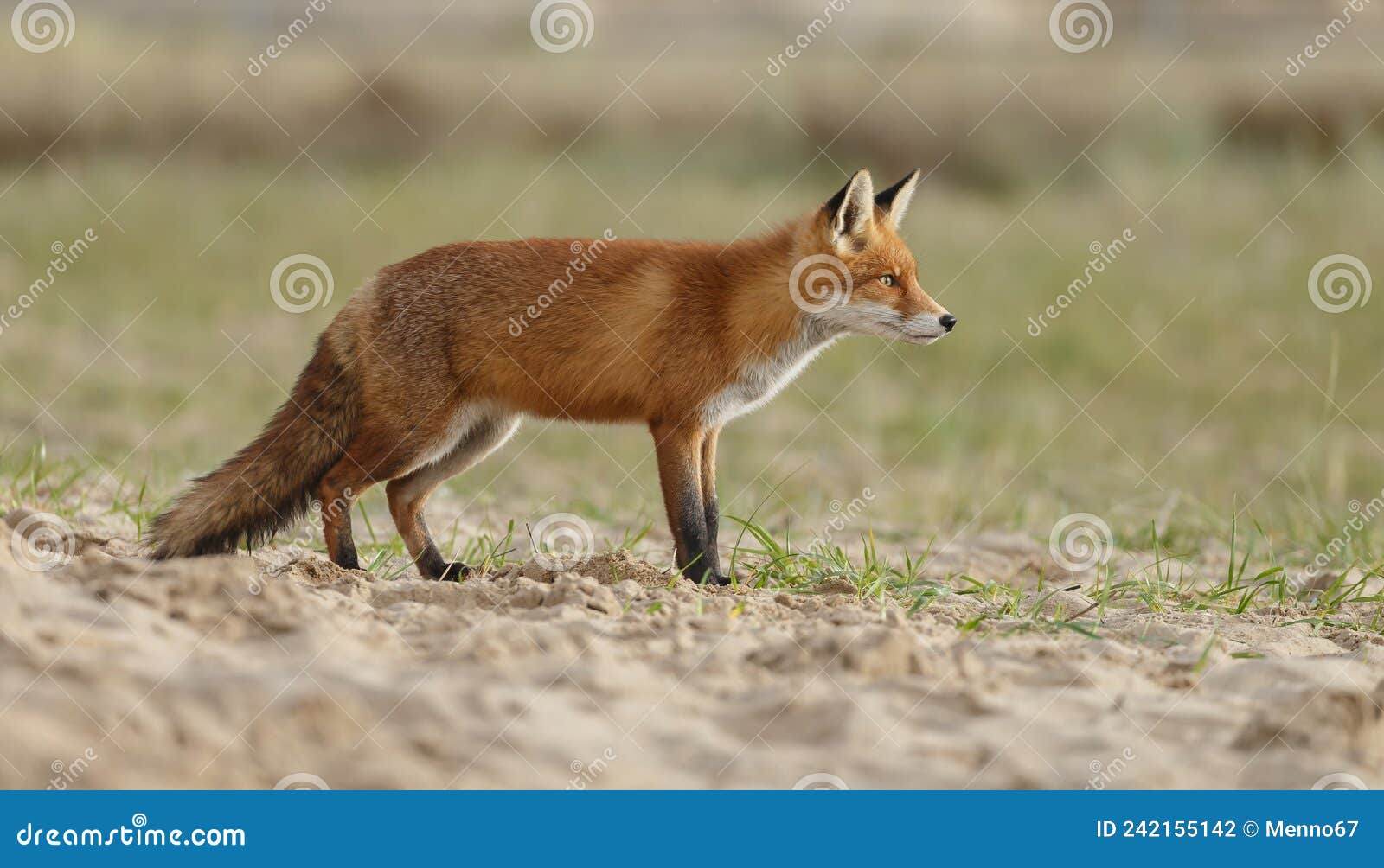 Red fox in Nature stock photo. Image of orange, outdoors - 242155142