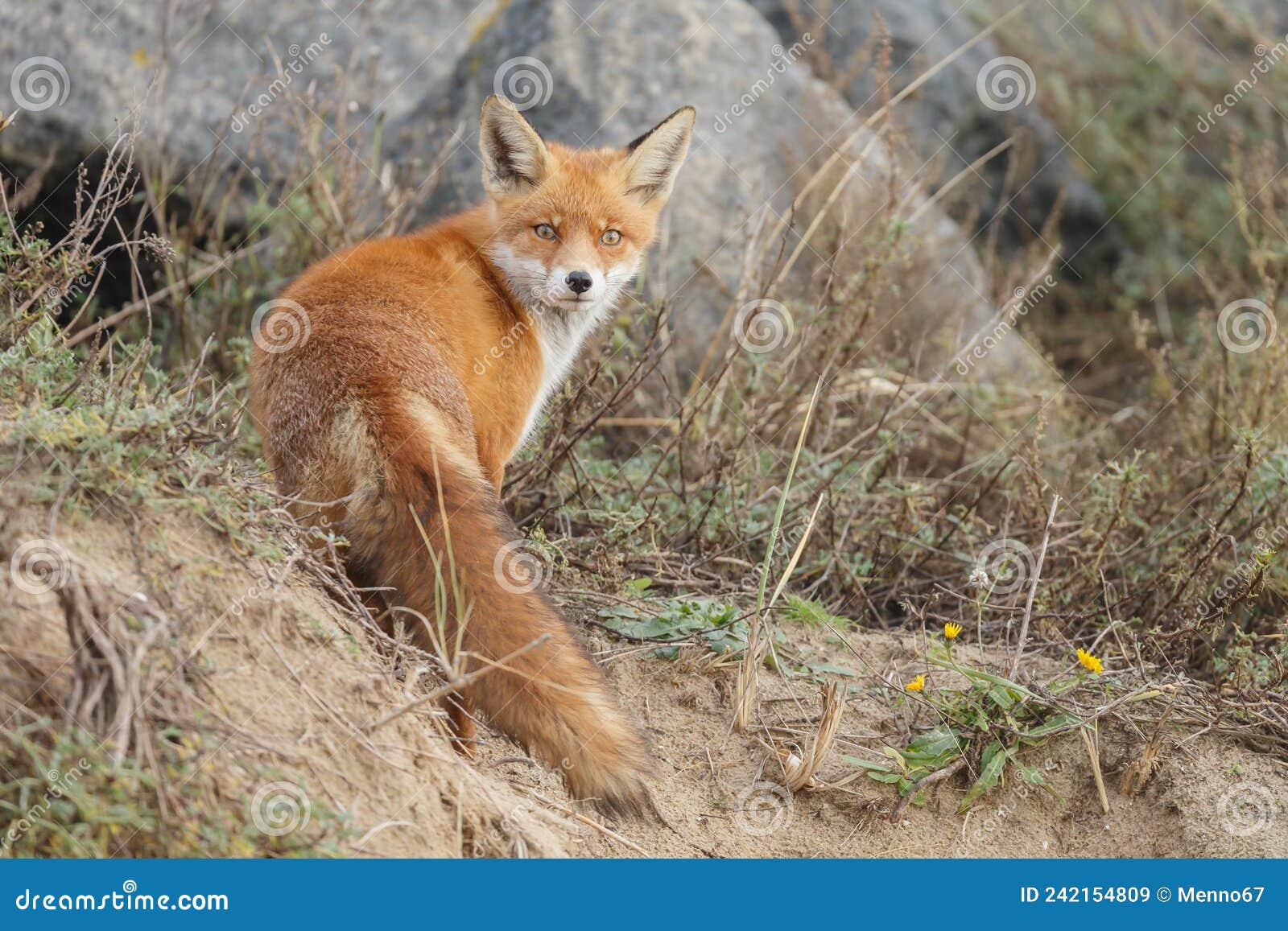 Red fox in Nature stock image. Image of outdoors, environment - 242154809