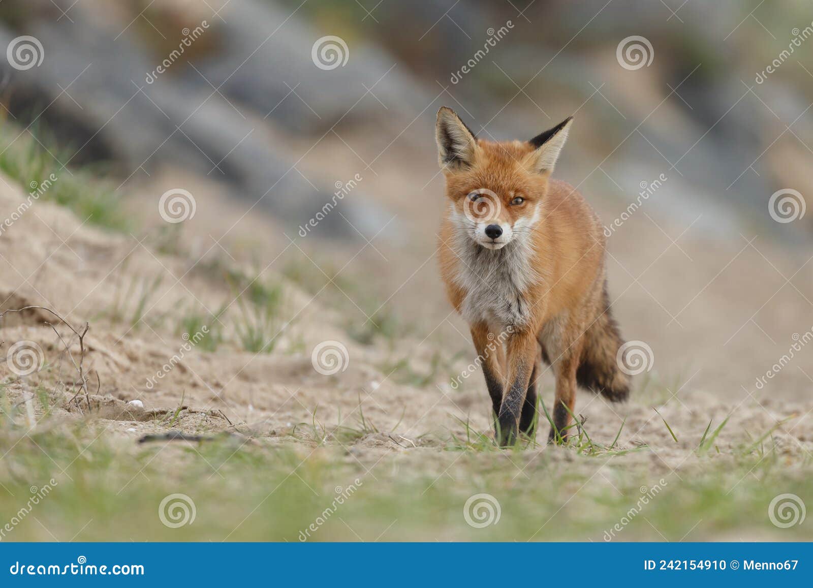 Red fox in Nature stock photo. Image of face, carnivore - 242154910