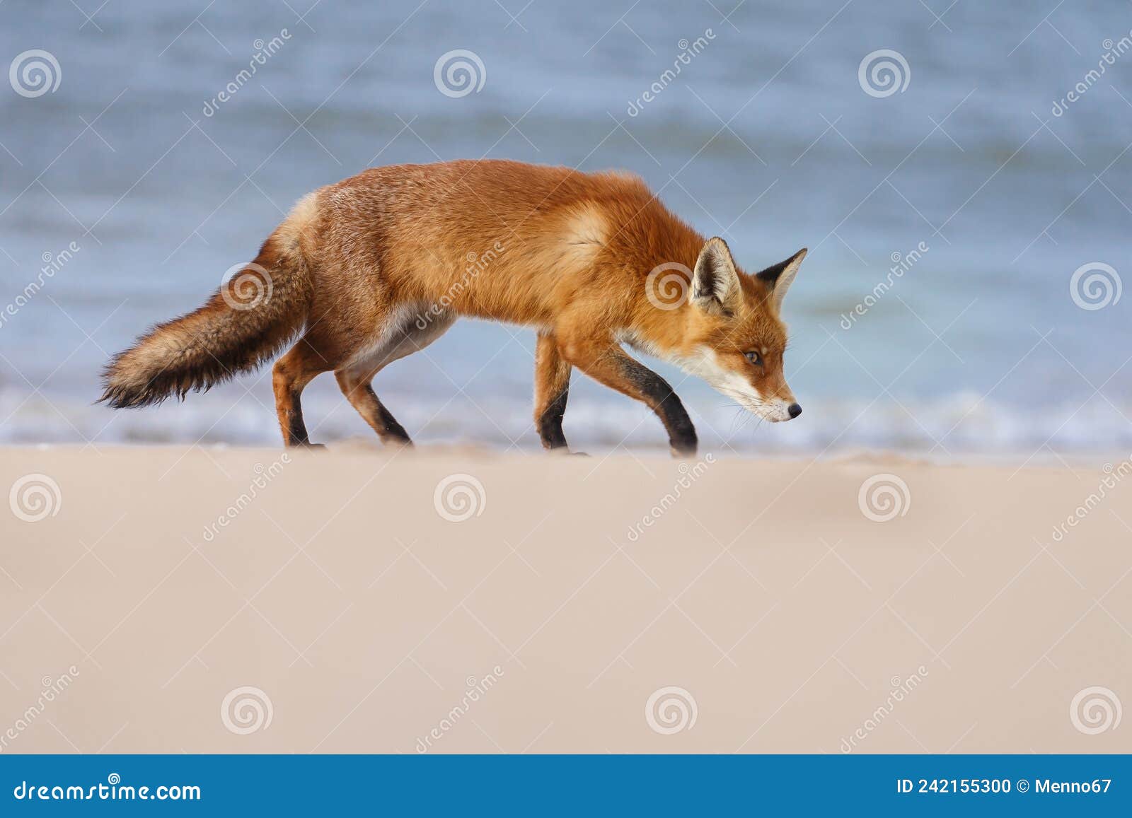Red fox in Nature stock photo. Image of outdoors, isolated - 242155300