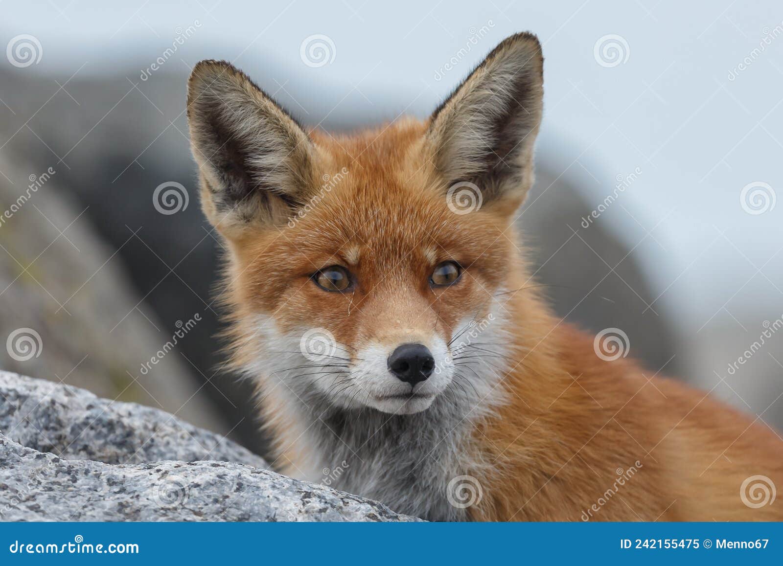 Red fox in Nature stock image. Image of furry, foxes - 242155475