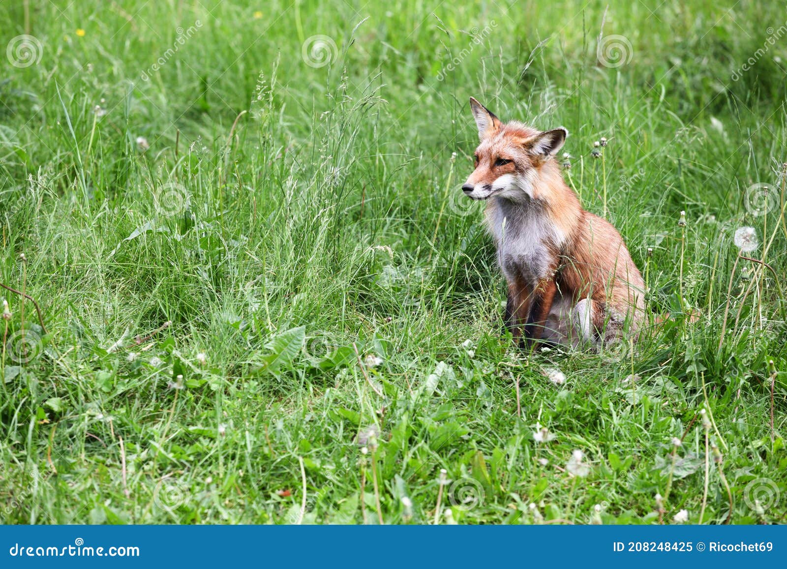 Red fox in the nature stock image. Image of watch, carnivore - 208248425