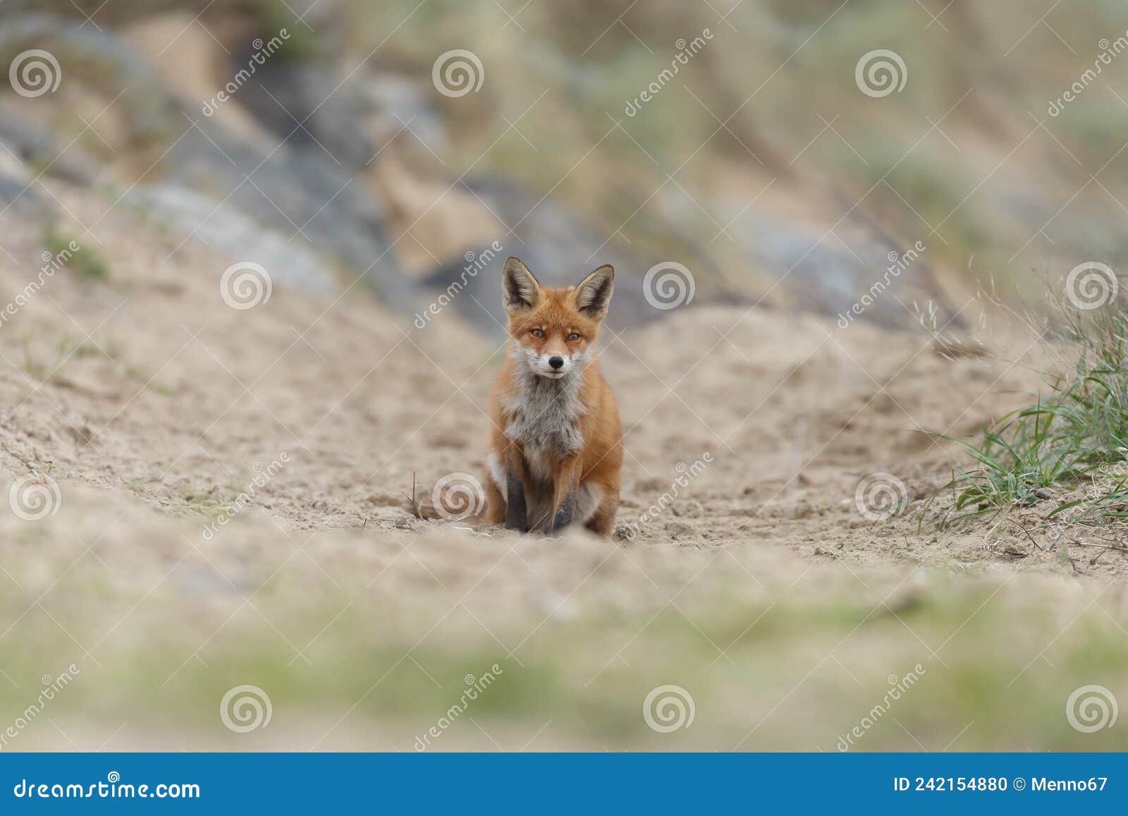 Red fox in Nature stock photo. Image of environment - 242154880