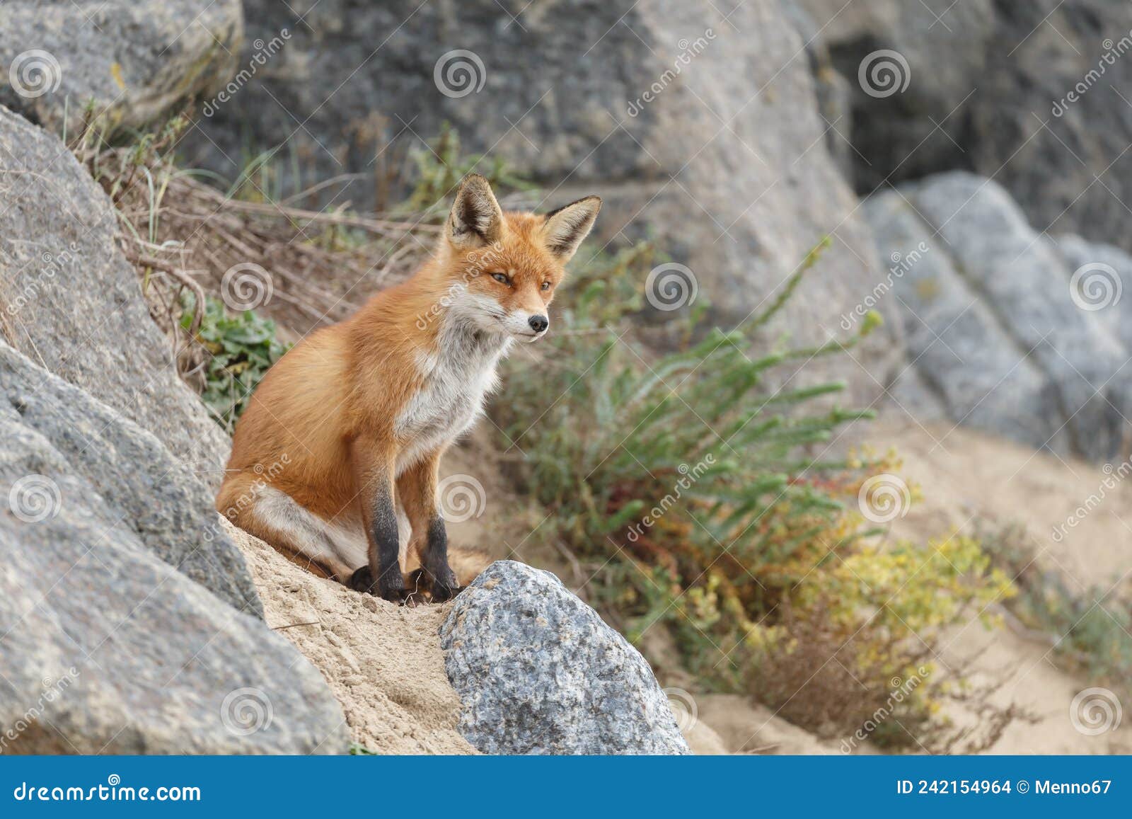 Red fox in Nature stock photo. Image of hunter, animal - 242154964