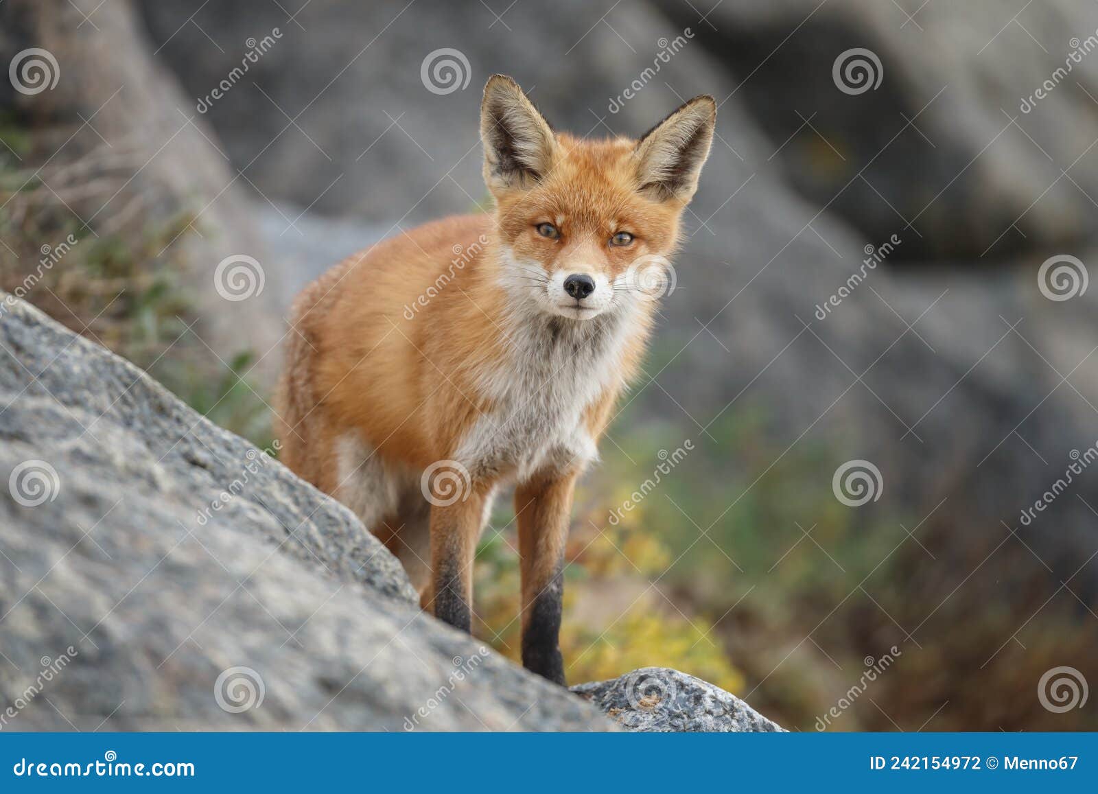 Red fox in Nature stock photo. Image of hunt, close - 242154972