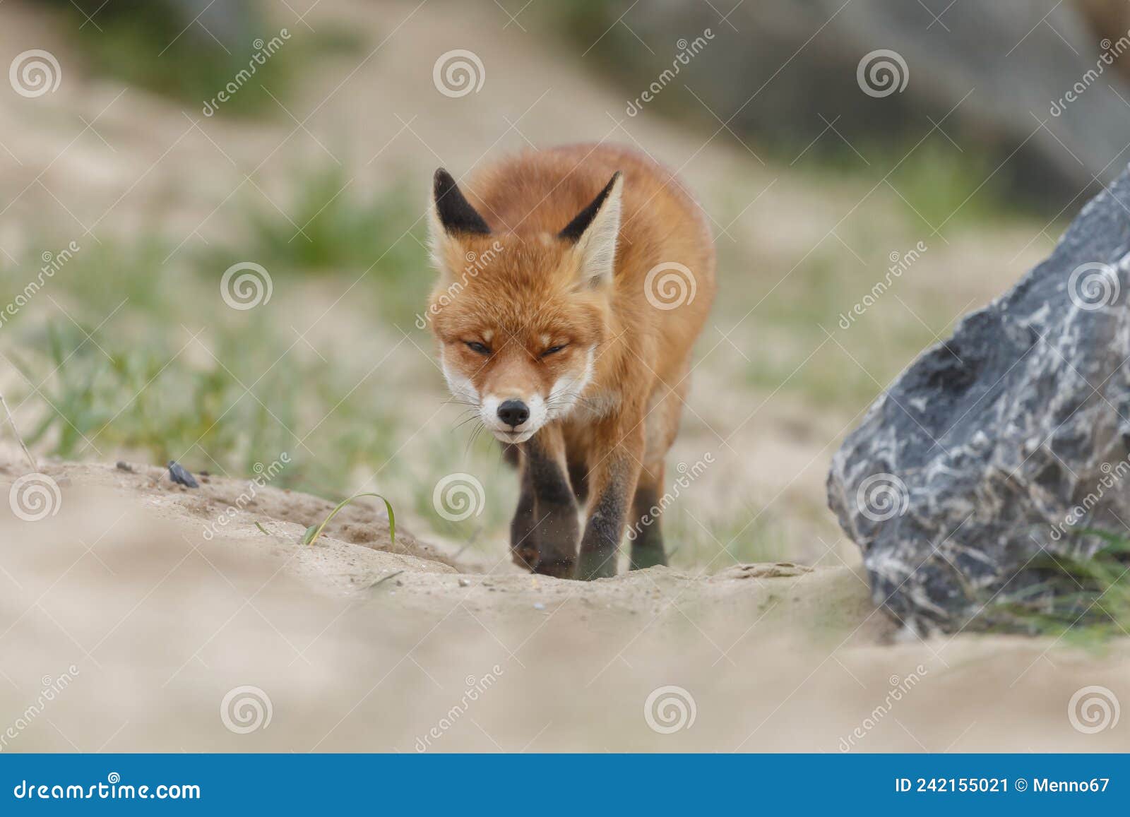 Red fox in Nature stock image. Image of animal, nature - 242155021