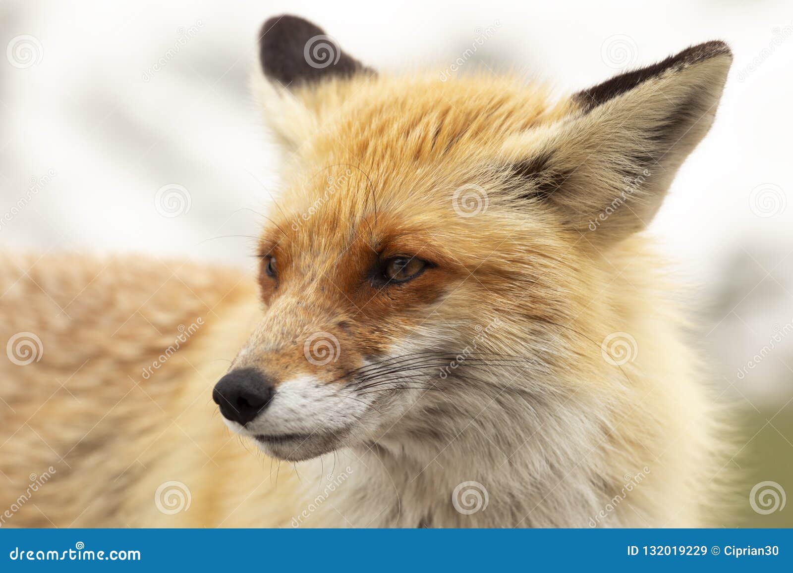 Red Fox in the Nature on the Wild Stock Image - Image of portrait, snow ...