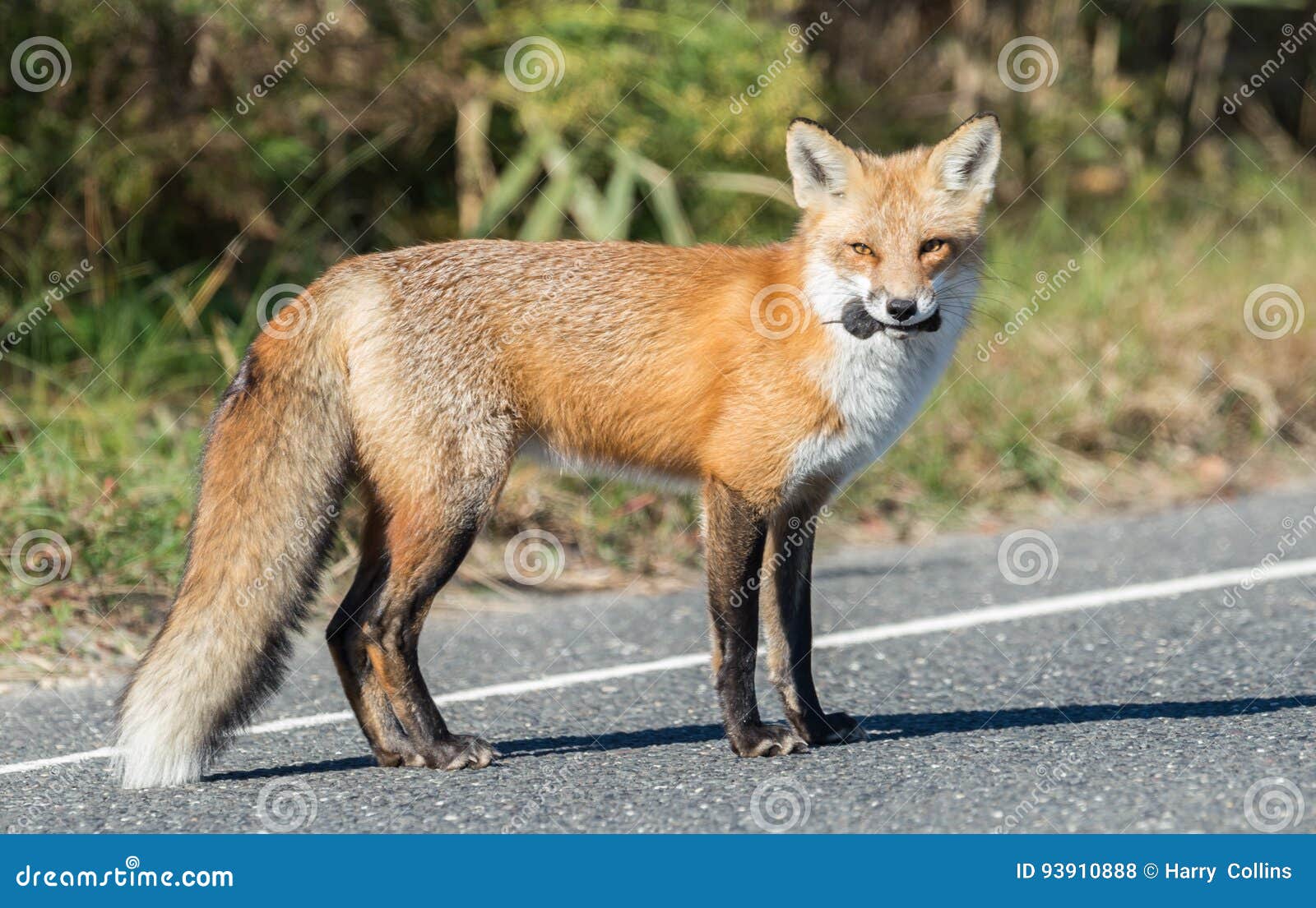 Red Fox stock photo. Image of burrowing, barn, cape, great - 93910888