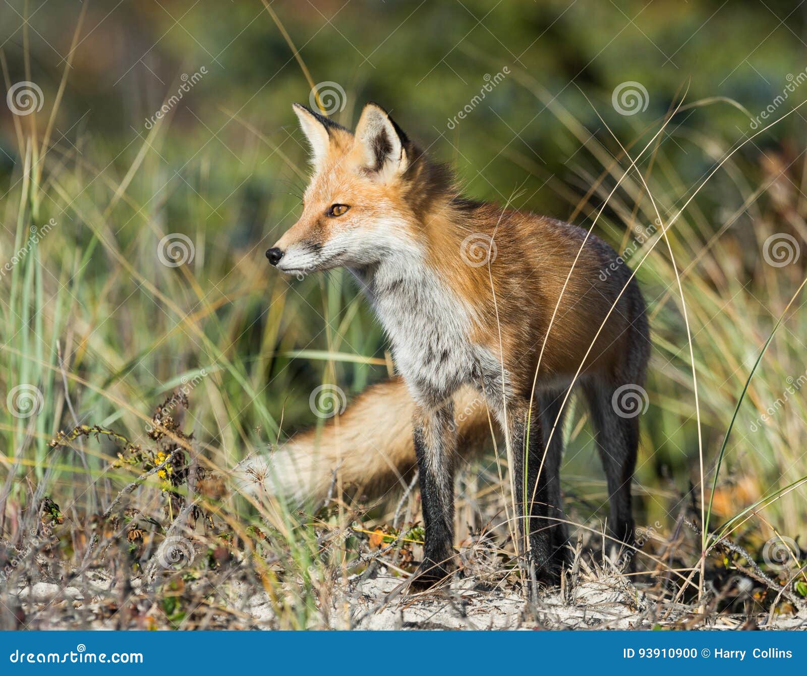 Red Fox stock photo. Image of great, coyote, acadia, coast - 93910900