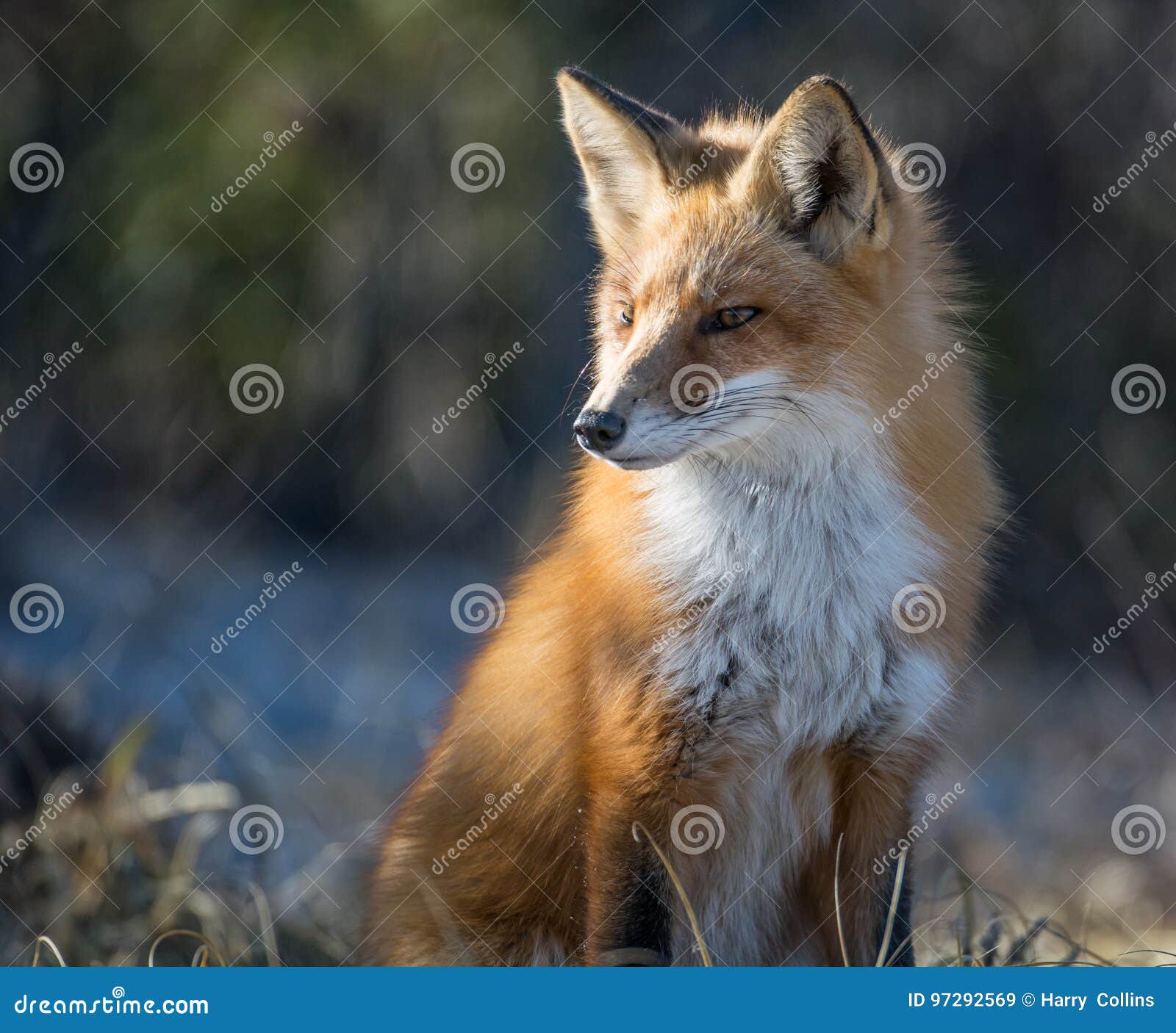 Red Fox stock image. Image of barred, east, coyote, black - 97292569