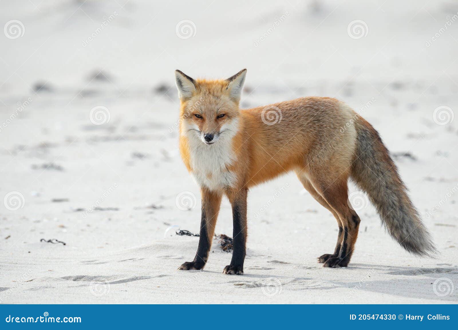 A Red Fox in New Jersey stock photo. Image of autumn - 205474330
