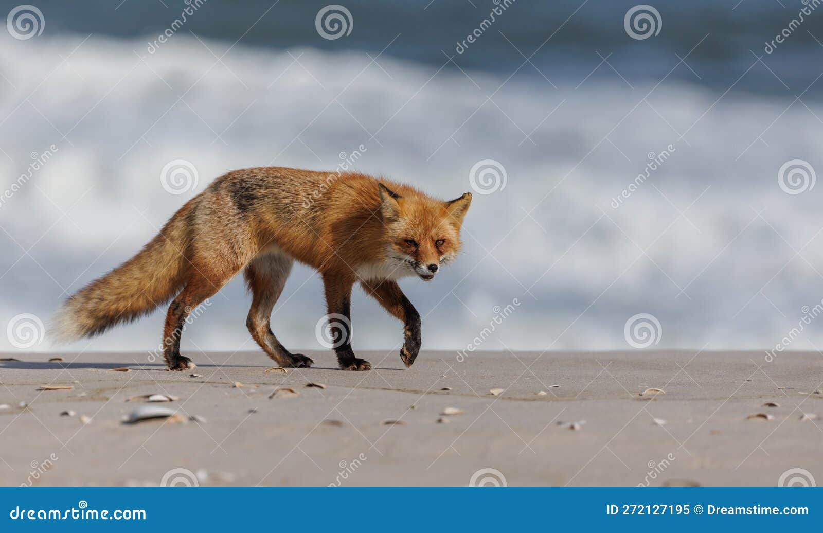 Red Fox on the Beach stock image. Image of deer, close - 272127195