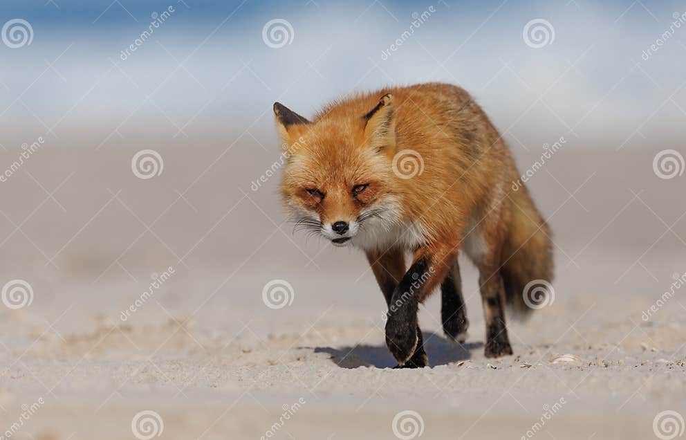Red Fox on the Beach stock image. Image of ocean, mammal - 272127199