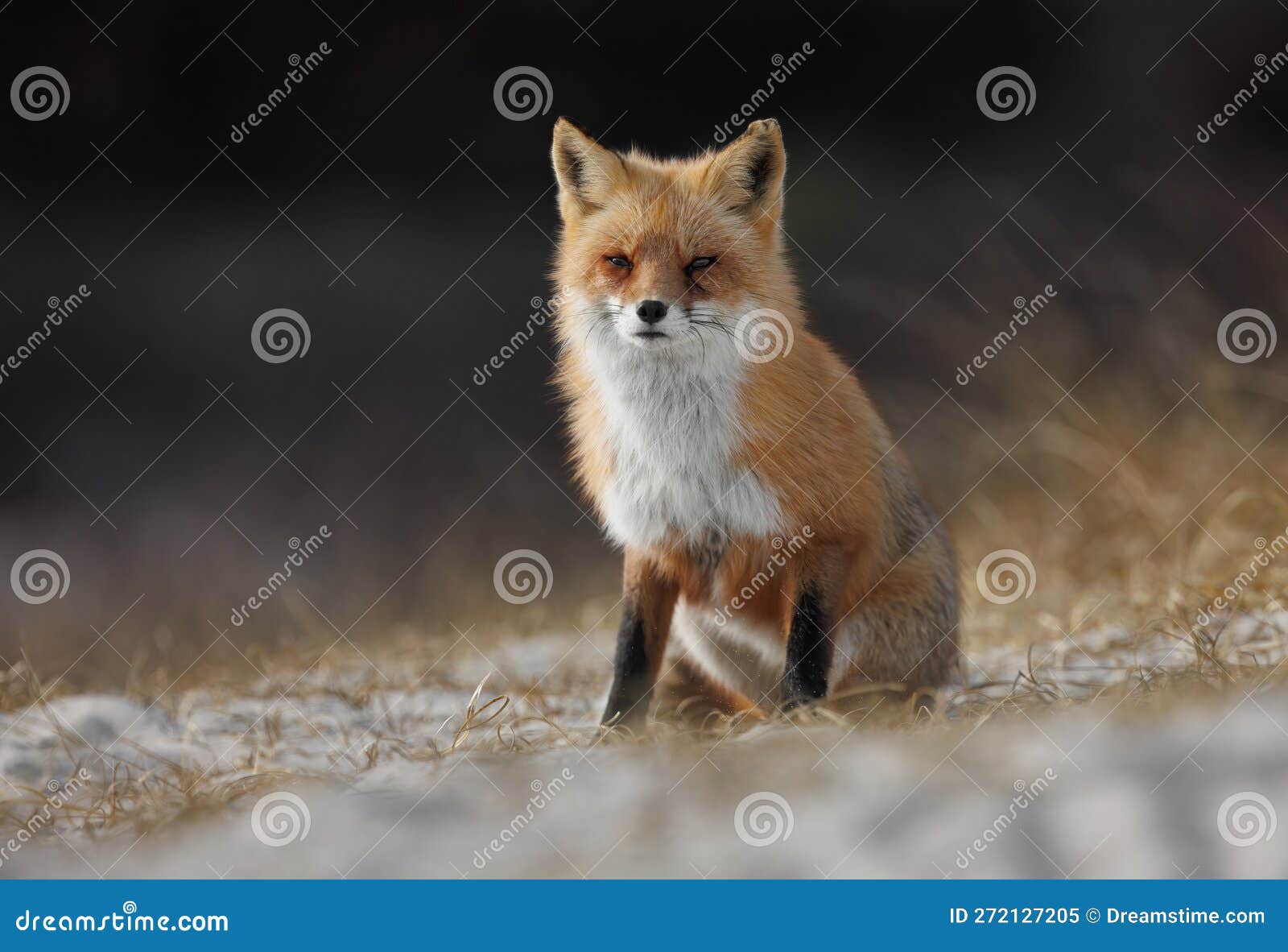 Red Fox on the Beach stock image. Image of squirrel - 272127205