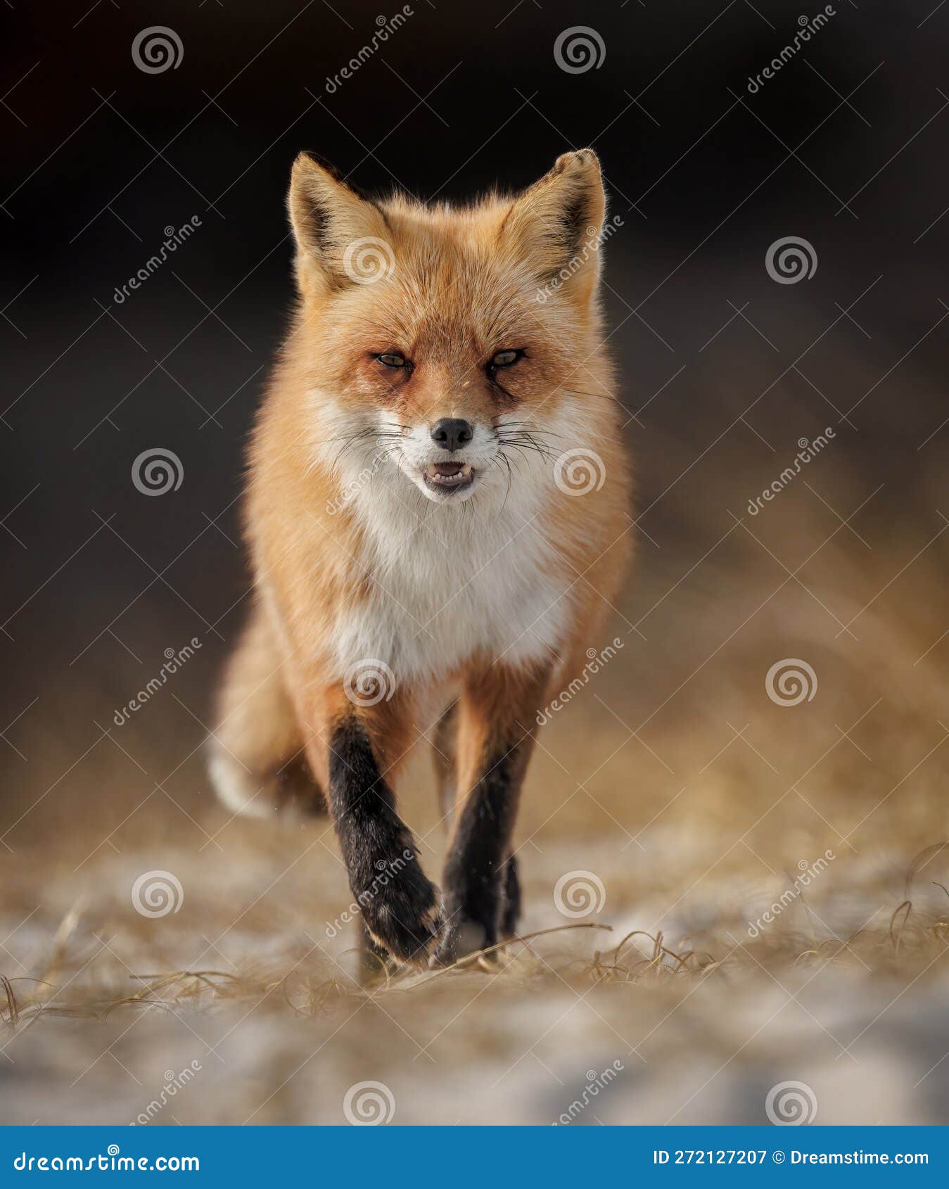 Red Fox on the Beach stock image. Image of close, wildlife - 272127207