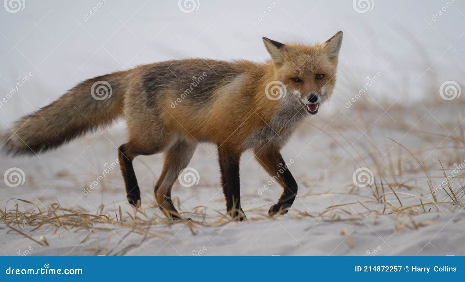 Red Fox in New Jersey stock image. Image of bird, hunting - 214872257