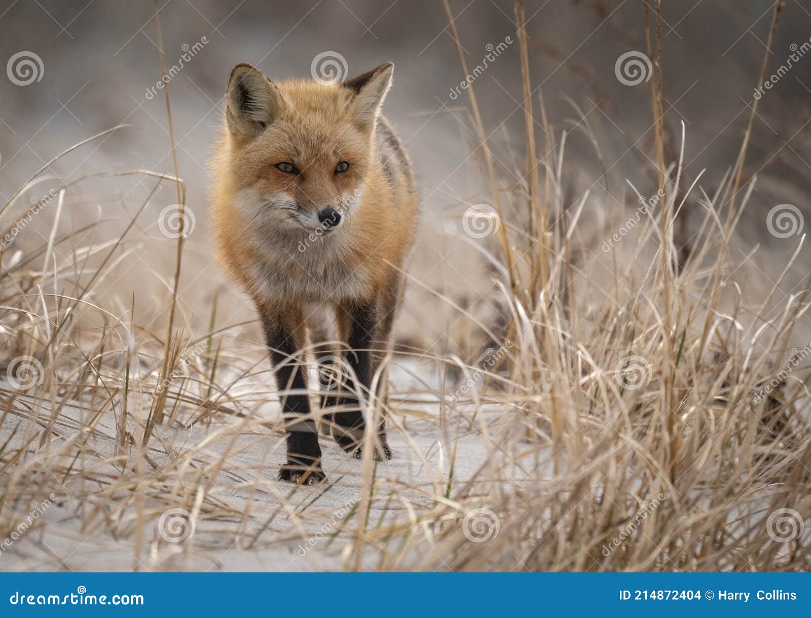 Red Fox in New Jersey stock photo. Image of amboselli - 214872404