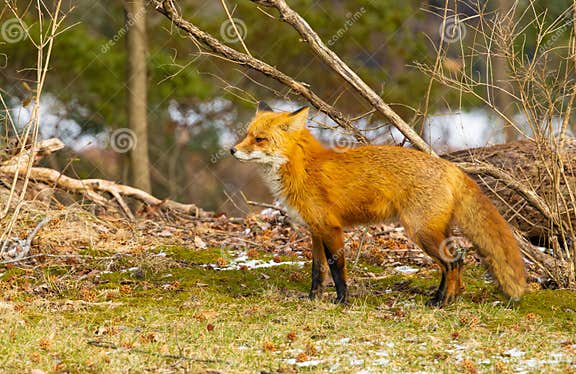 Red Fox in New Jersey Forest Stock Image - Image of wilderness ...