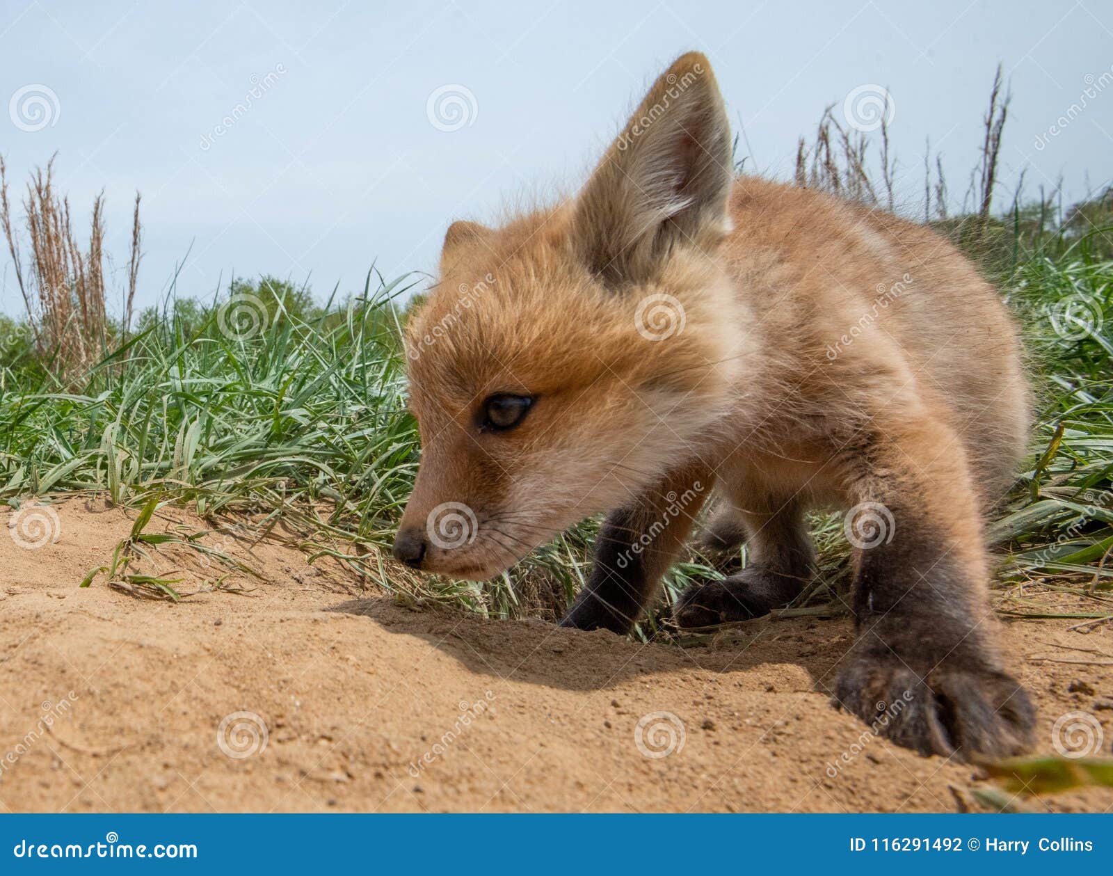Red Fox in New Jersey stock photo. Image of pennsylvania - 116291492