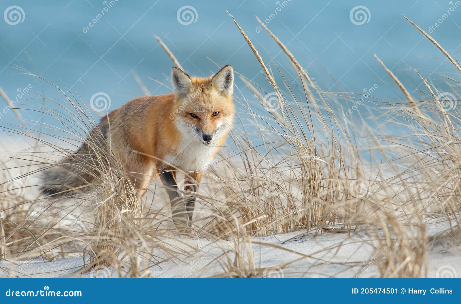 A Red Fox in New Jersey stock image. Image of jersey - 205474501