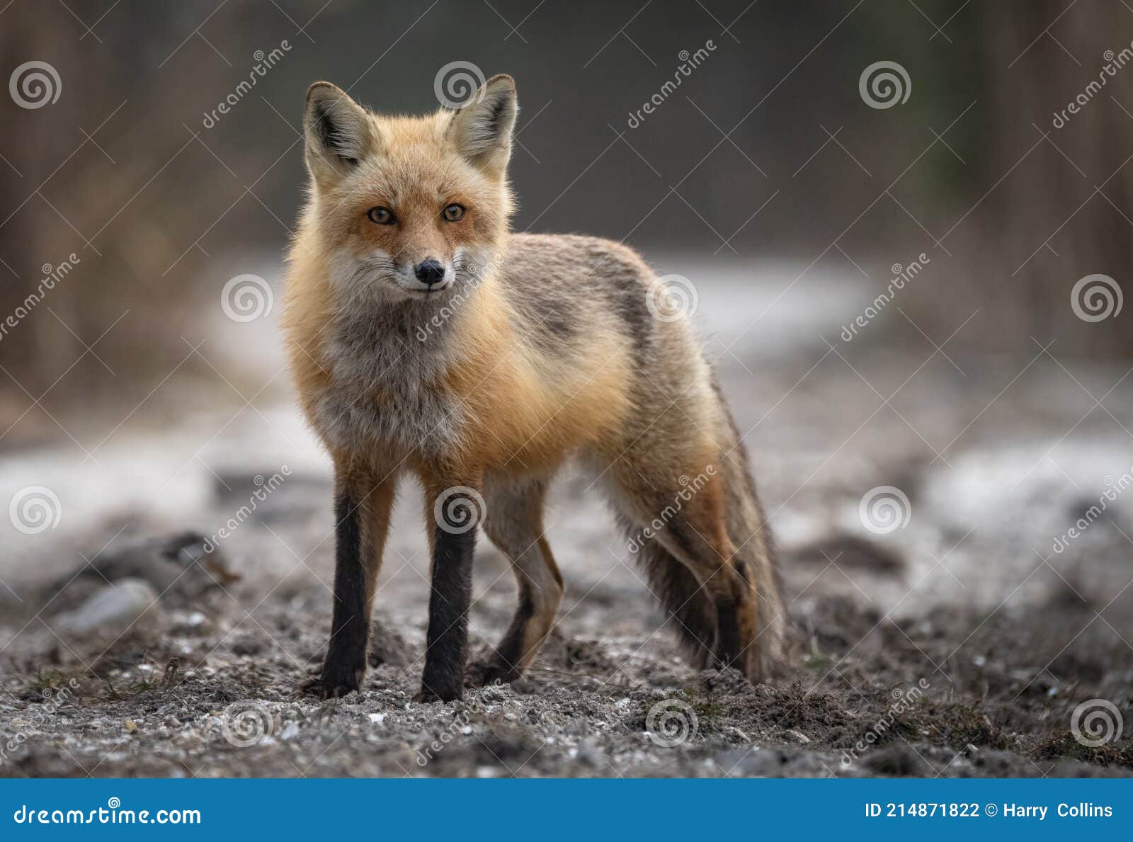Red Fox in New Jersey stock photo. Image of bird, elephant - 214871822