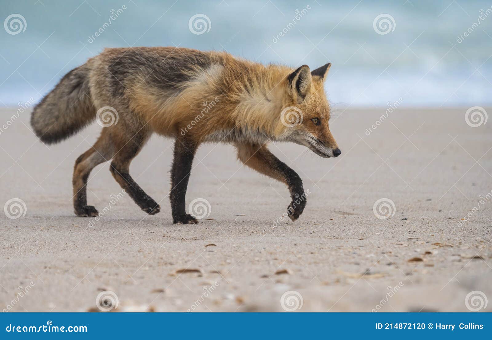 Red Fox in New Jersey stock photo. Image of chick, amboselli - 214872120