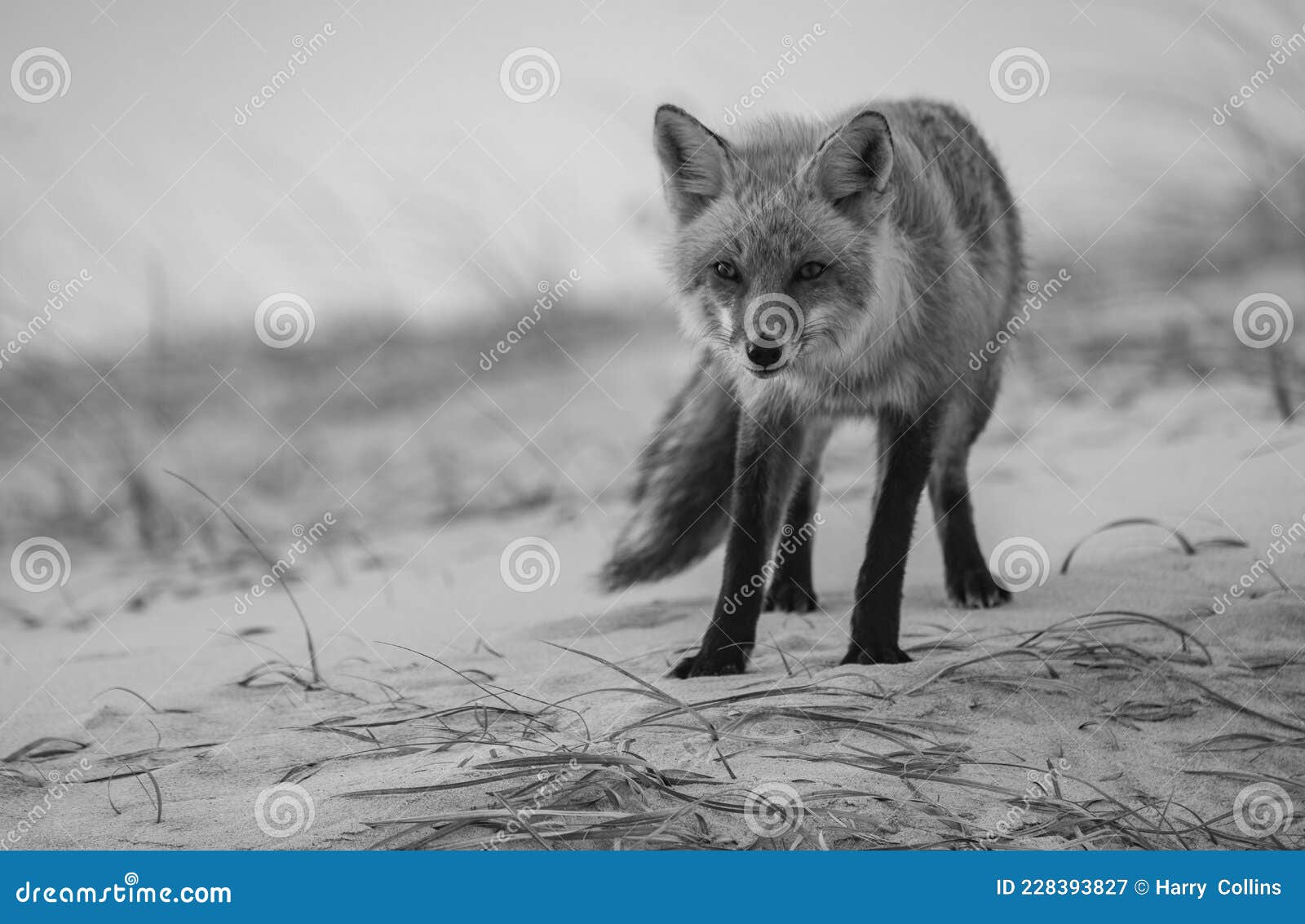 Red Fox in New Jersey stock image. Image of cubs, elephant - 228393827