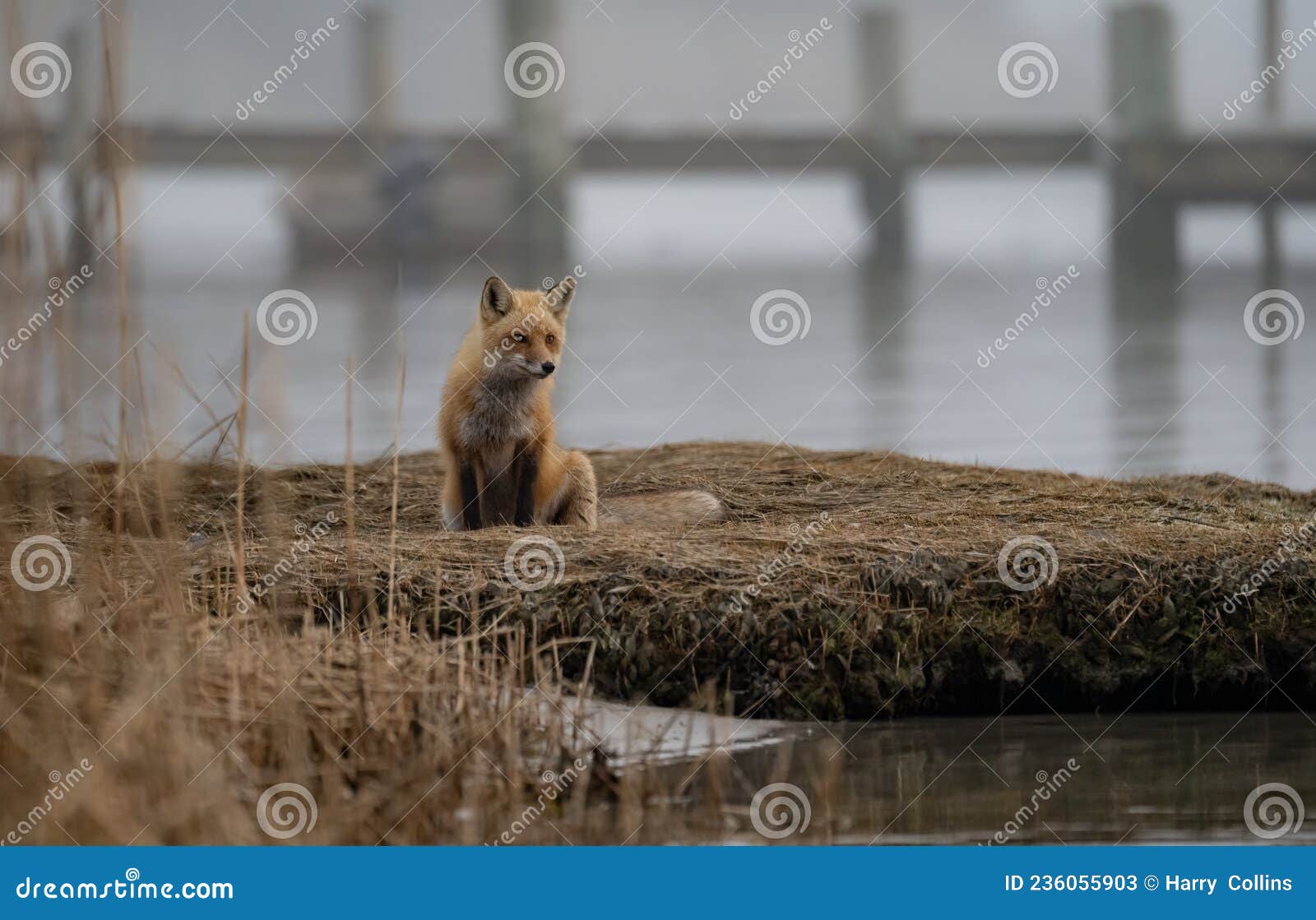 Red Fox in New Jersey stock image. Image of carolina - 236055903