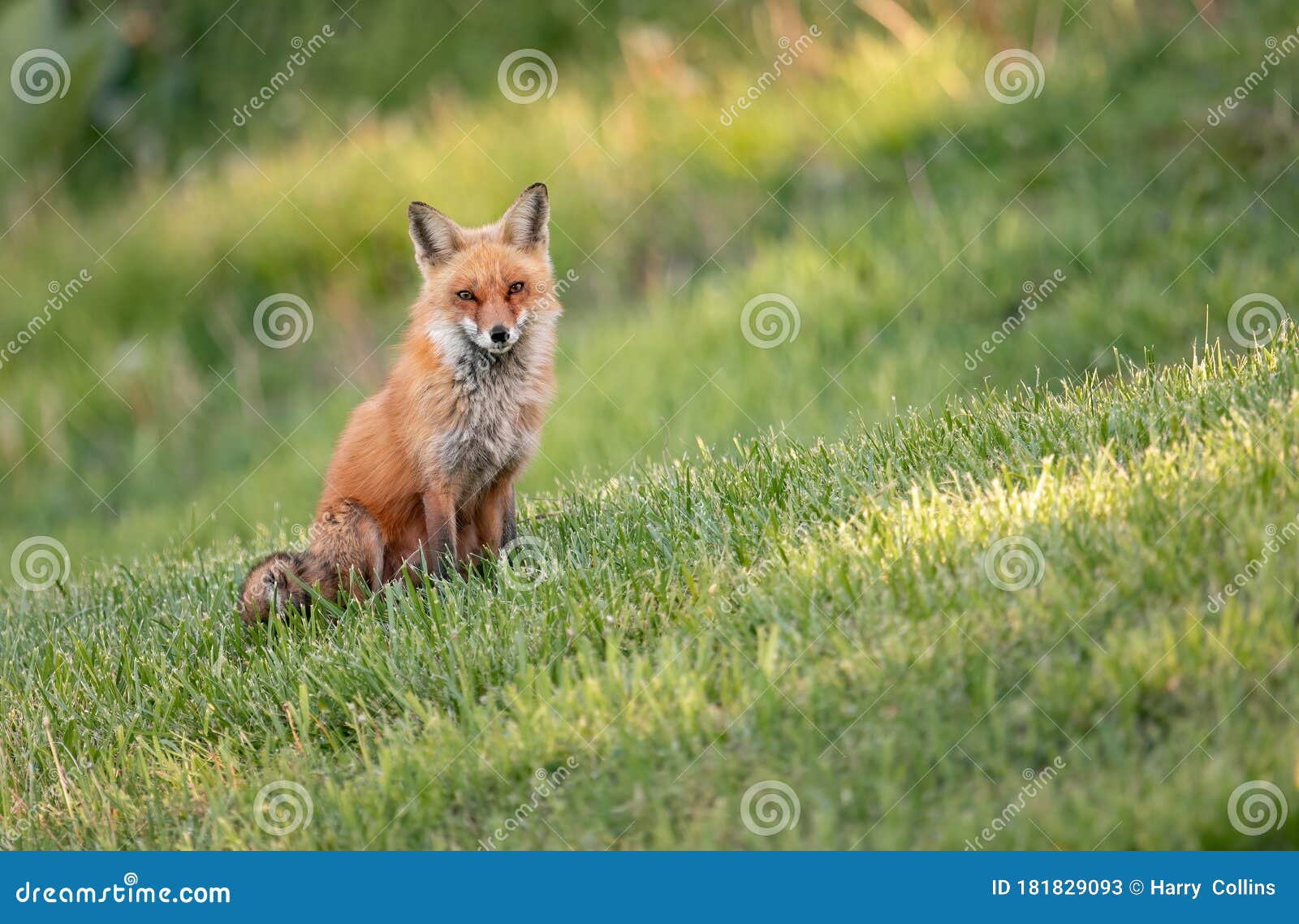 A Red Fox in New Jersey stock image. Image of raptor - 181829093