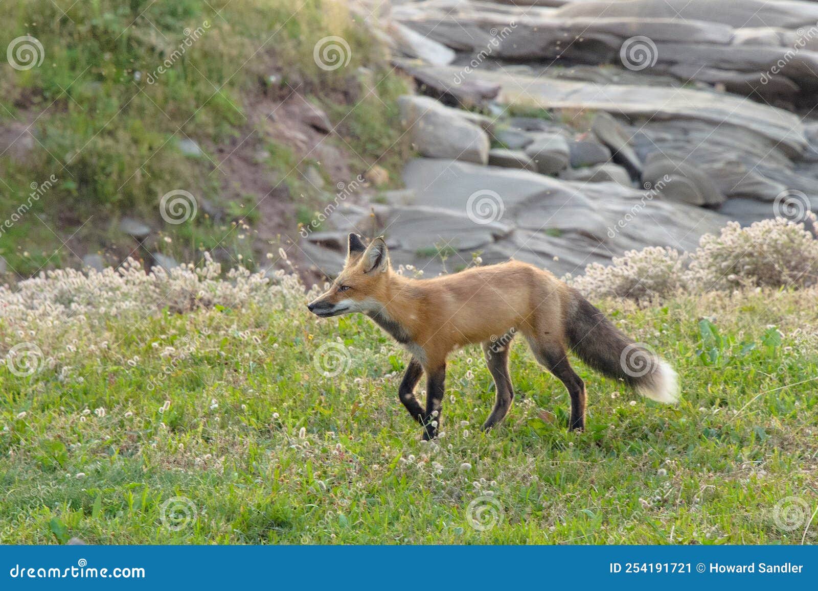 Red fox in Nova Scotia stock image. Image of seaside - 254191721