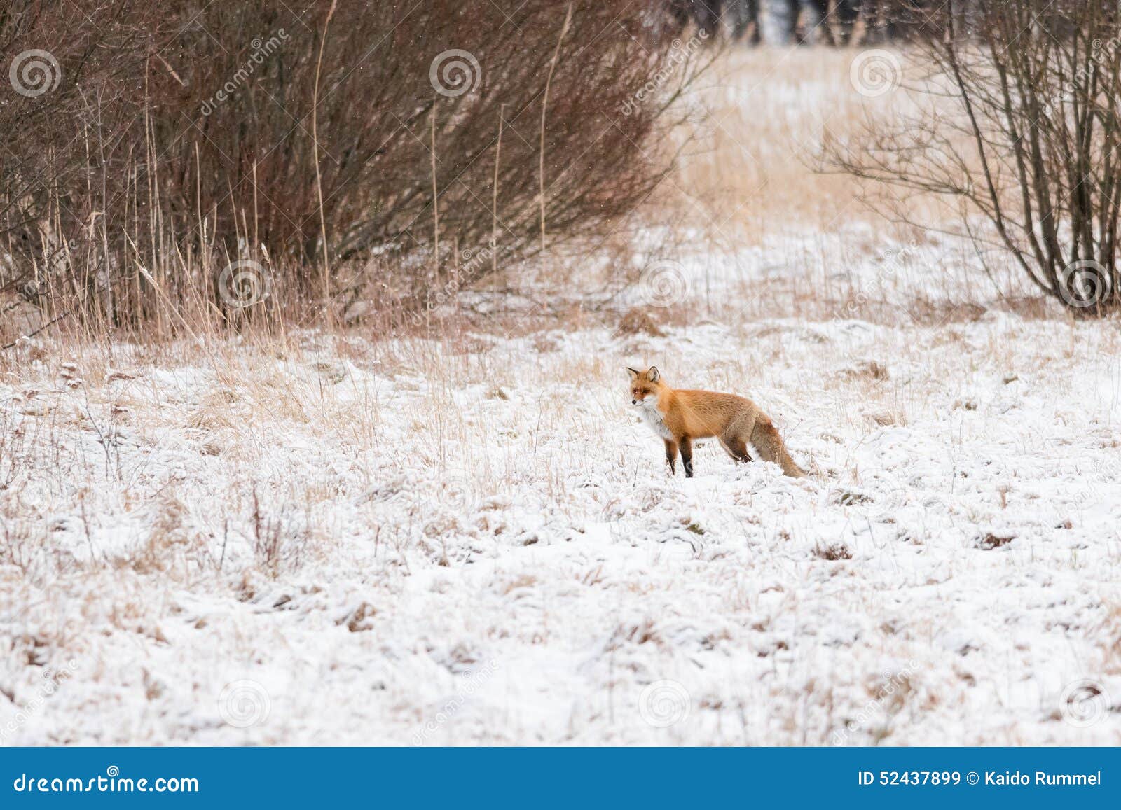 Red Fox stock image. Image of clever, animal, snow, chilly - 52437899