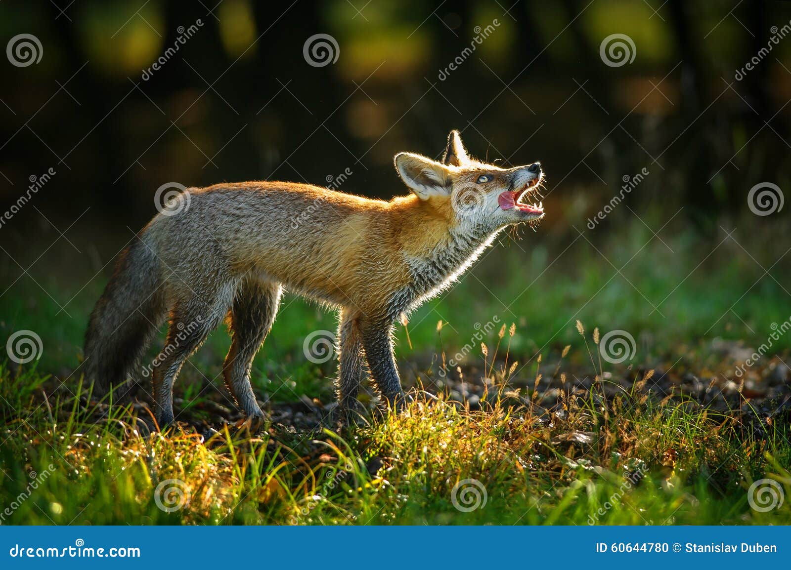 Red Fox with Open Mouth and Lick it Self Looking Up Stock Photo - Image ...