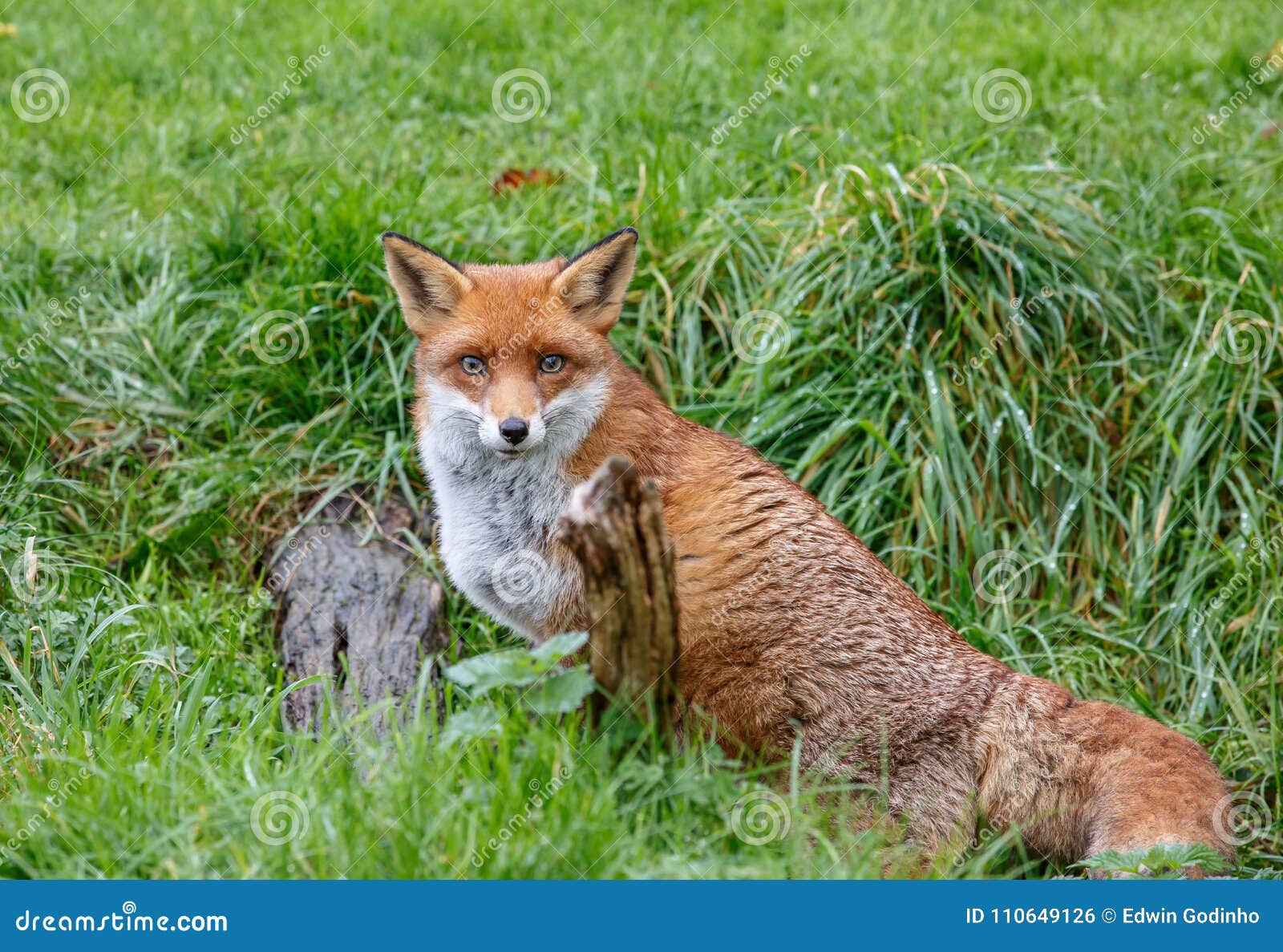 The Red Fox Outside Its Den Stock Photo - Image of eurasia, colorful ...