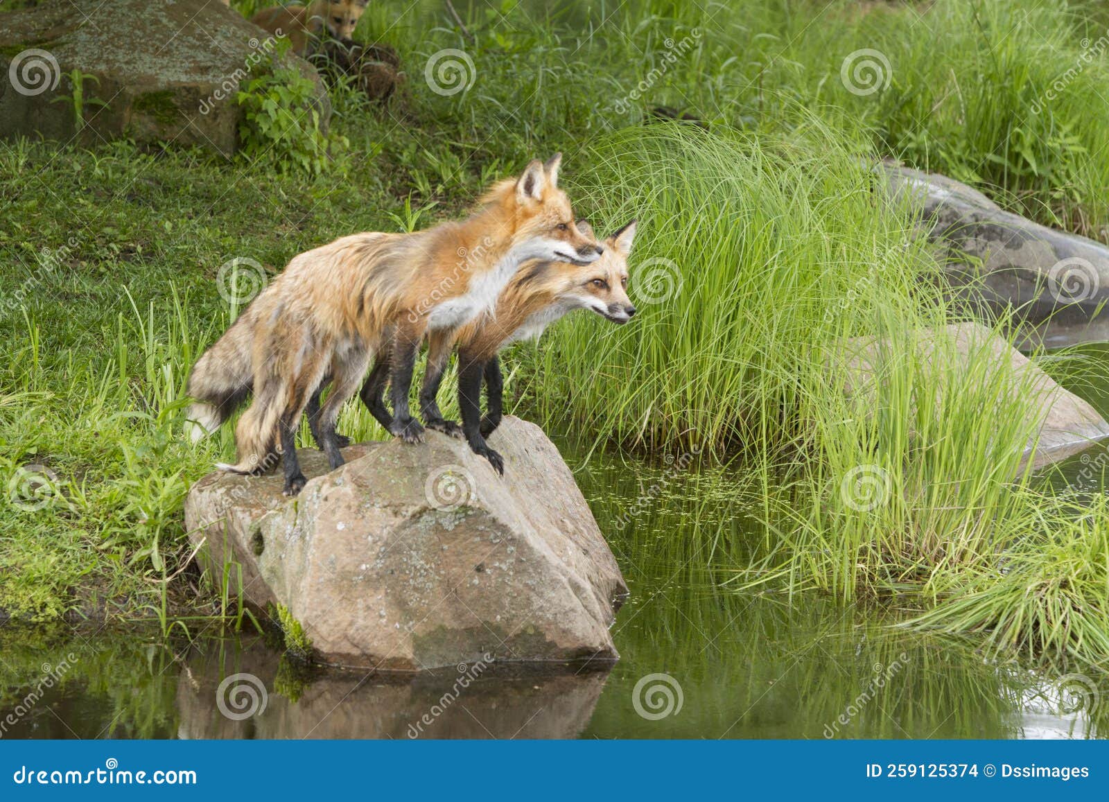 Red Fox Pair Standing on a Rock Overlooking a Lake Stock Photo - Image ...