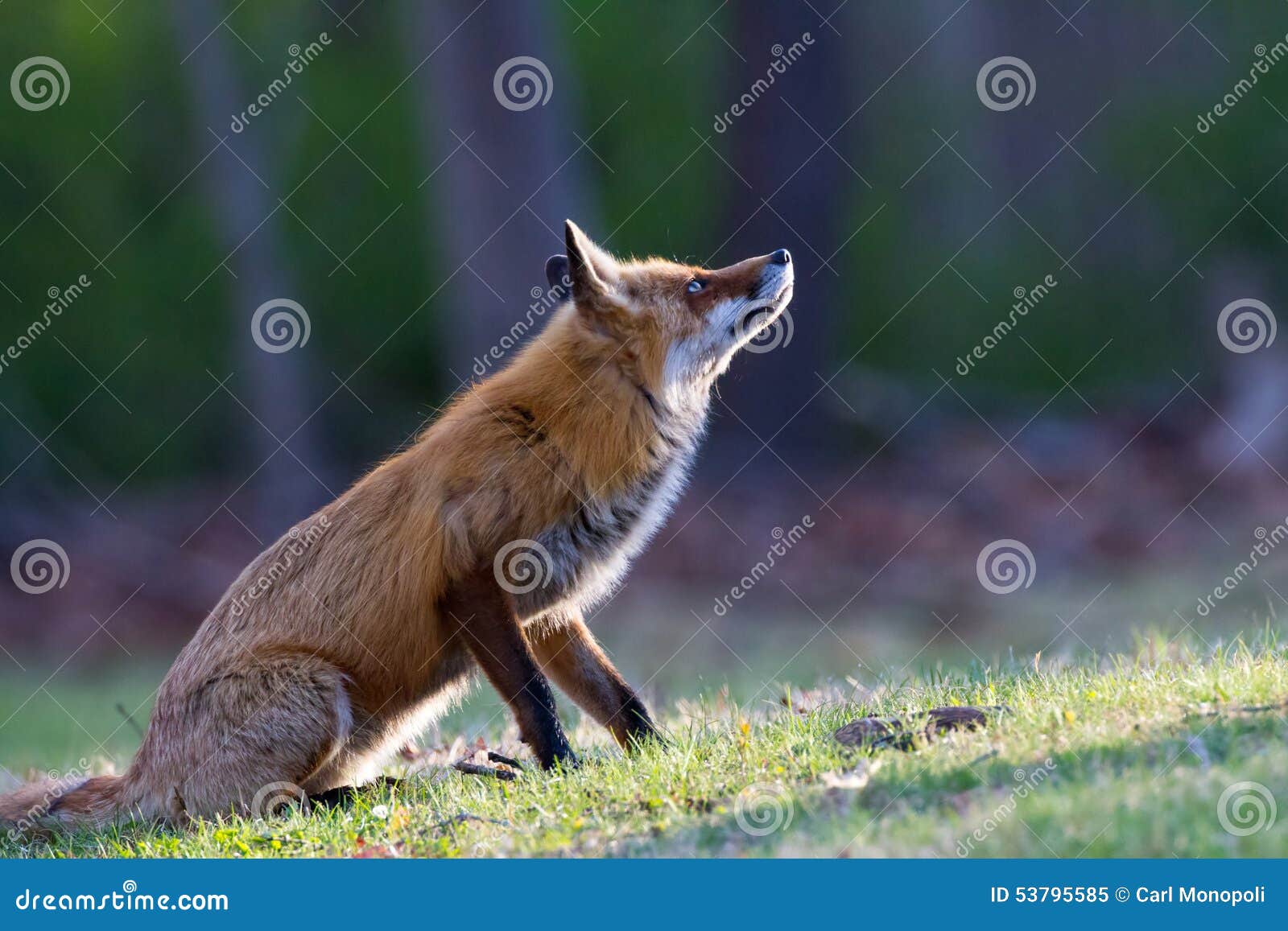 Red Fox stock image. Image of blue, eyes, pale, bird - 53795585