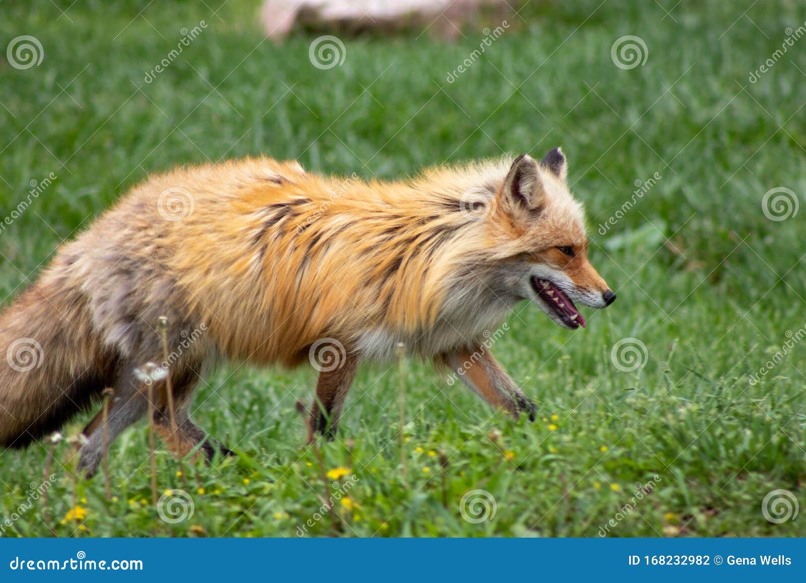 Red Fox stock photo. Image of mammal, exploring, mammals - 168232982