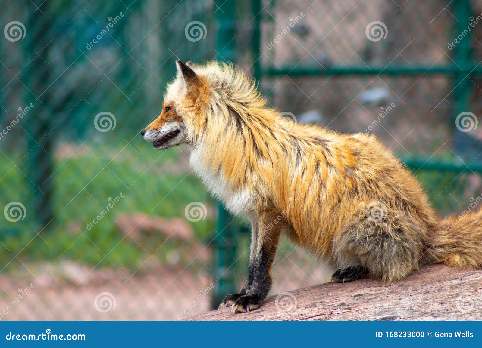 Red Fox stock photo. Image of family, canine, colorful - 168233000