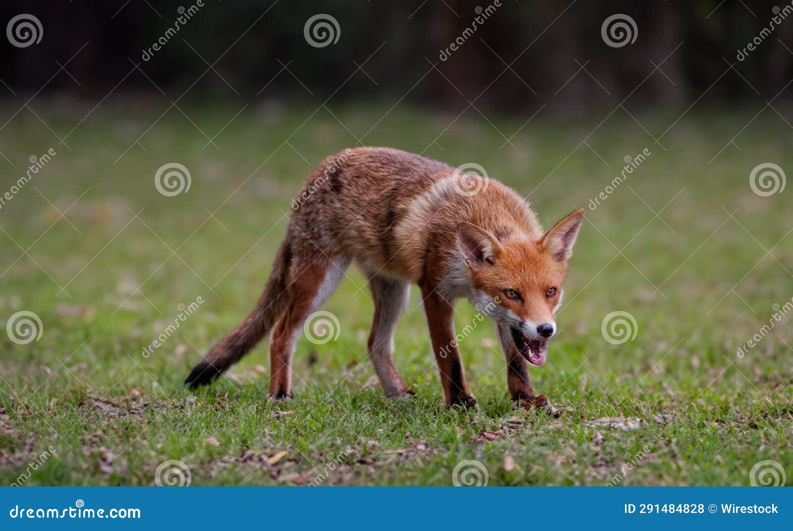 Red Fox in a Peaceful Grassy Landscape. Stock Photo - Image of furry ...